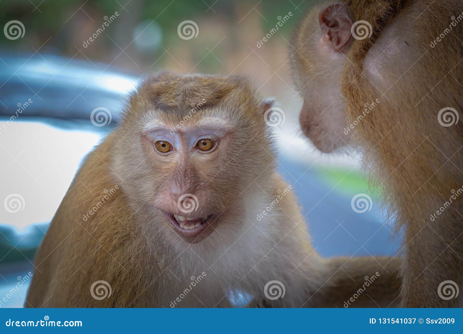 Two Cute Monkeys Communicate with Each Other in the Forest Stock Image ...