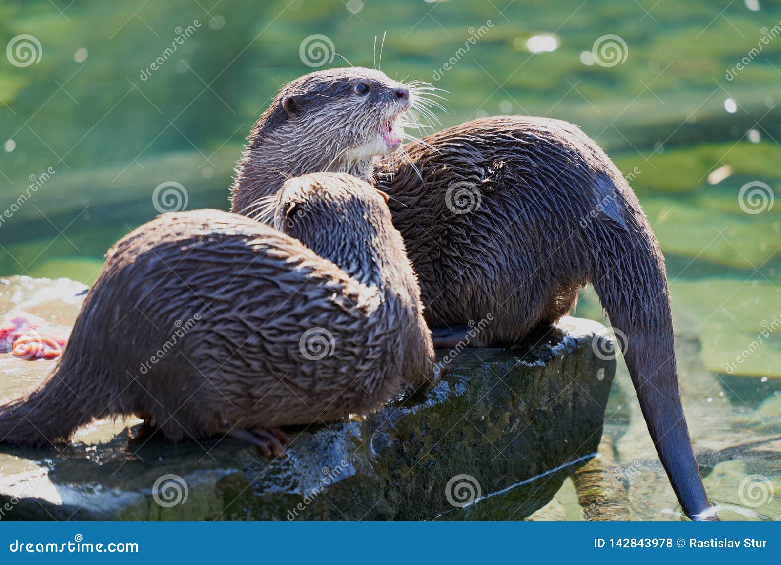 Two otters and river stock photo. Image of fauna, detail - 142843978