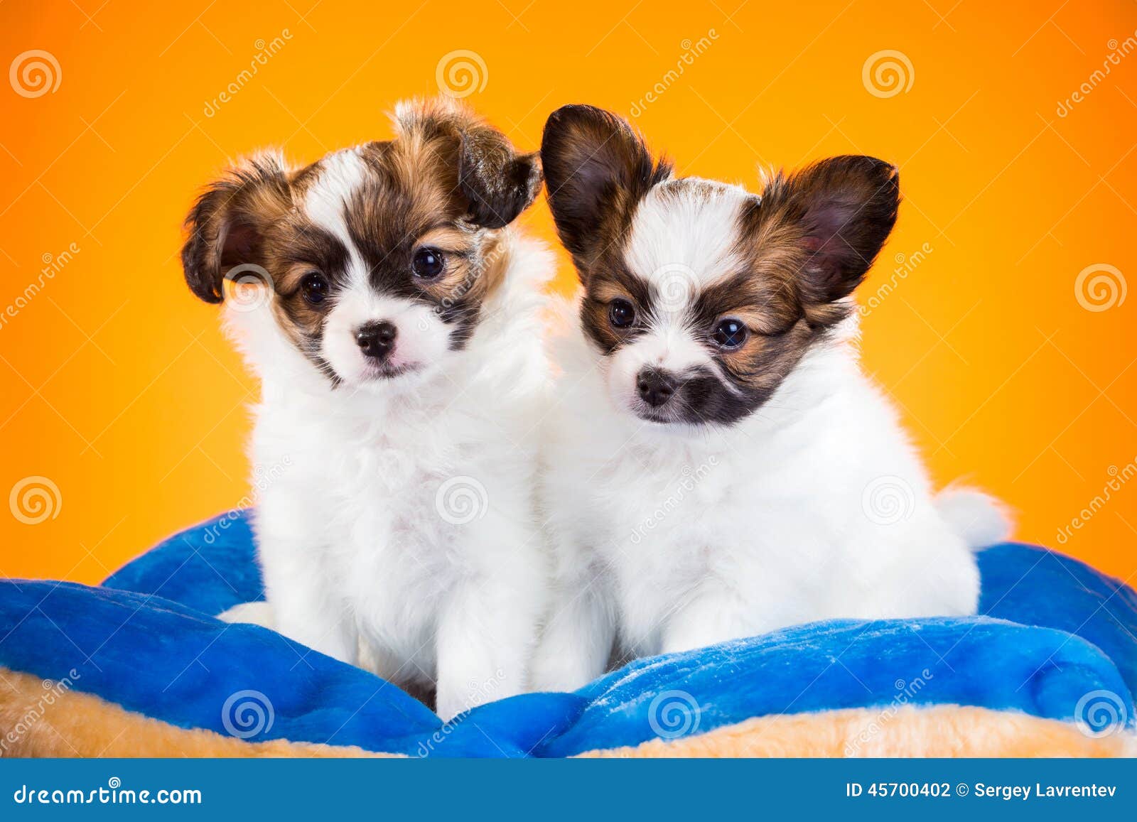 Cute Papillon Tricolour Puppy Royalty-Free Stock Photography ...