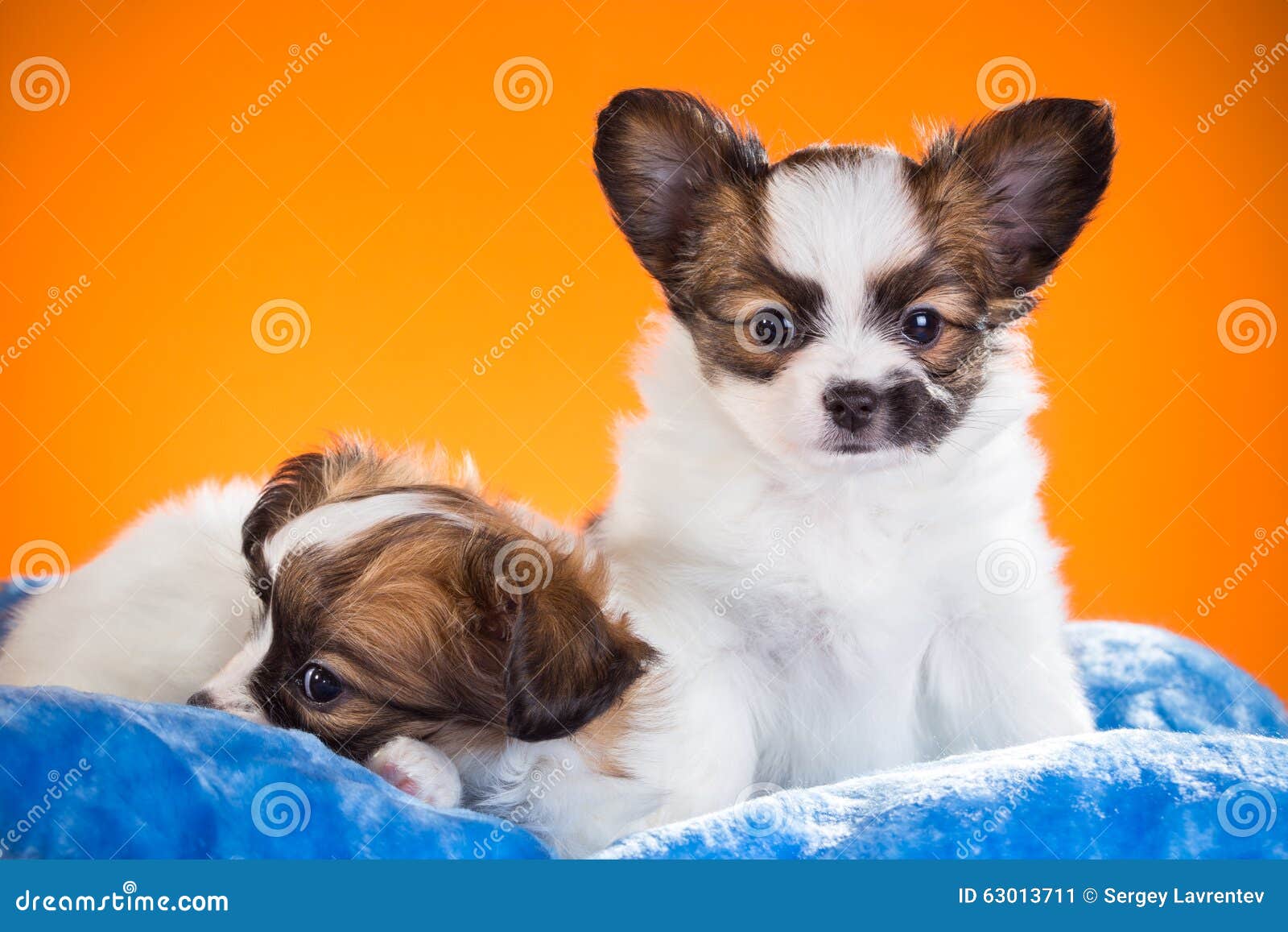 Two Cute Papillon Puppies on a Orange Background Stock Image - Image of ...