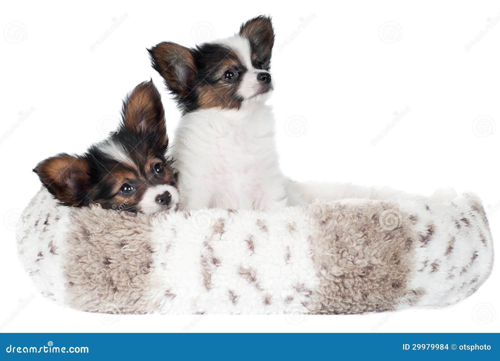 Two Adorable Papillon Puppies Resting Stock Photo - Image of baby ...