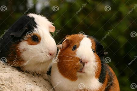 Two cute pets stock image. Image of outdoors, funny, rodent - 1501175