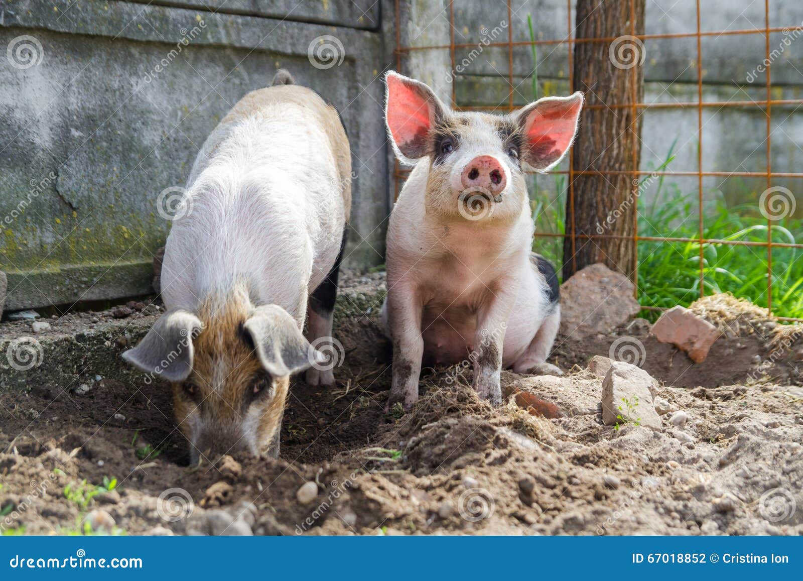 Two Cute Piglets Stock Photos - Royalty Free Images