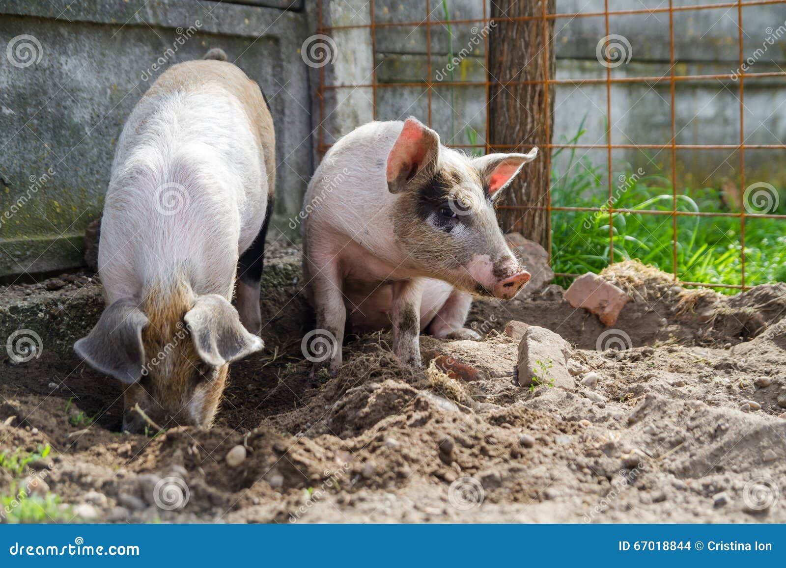 Two Cute Piglets Playing Outside Stock Photo - Image of backyard ...