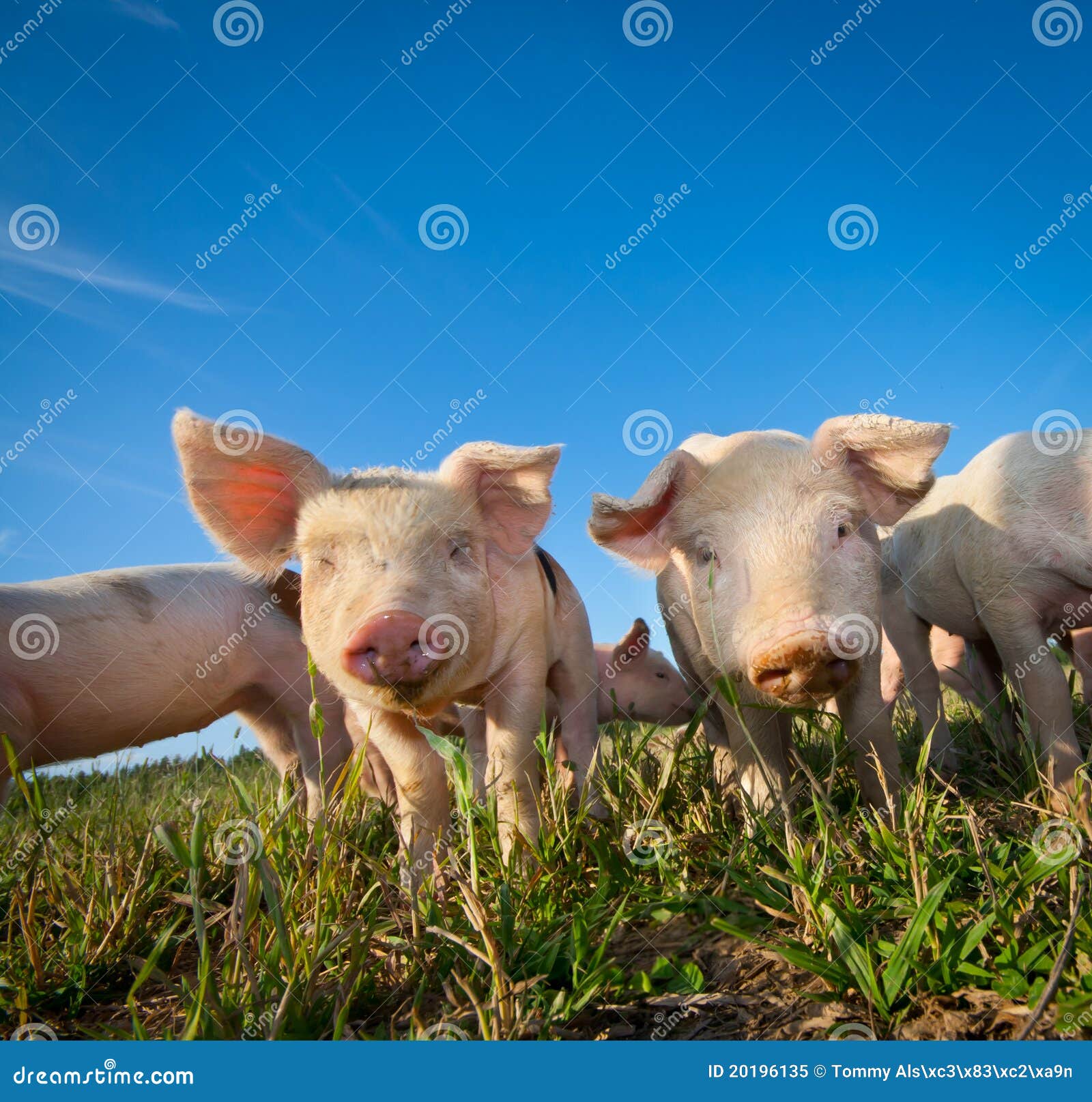 Two cute pigs stock image. Image of farm, green, caked - 20196135