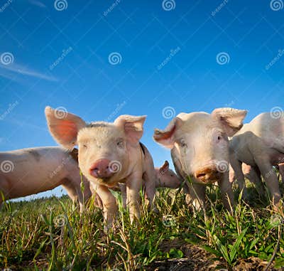 Two cute pigs stock image. Image of farm, green, caked - 20196135