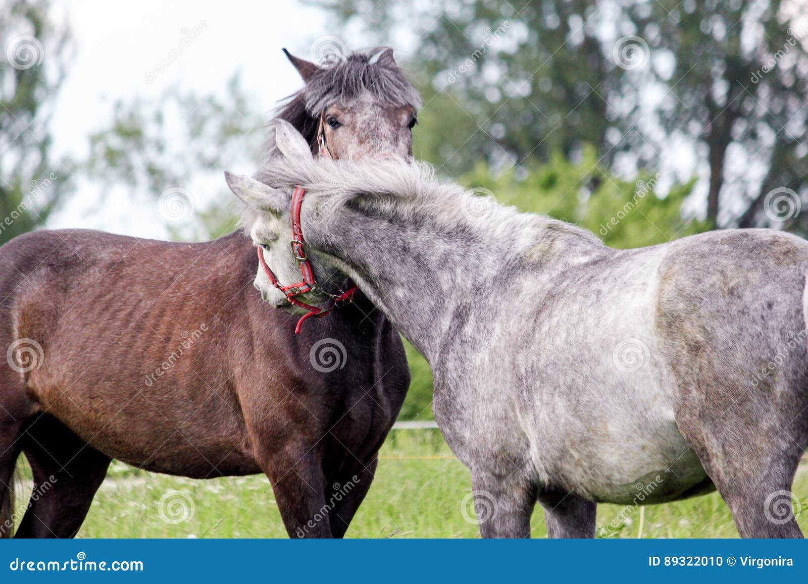 Two Cute Ponys Playfully Fighting Each Other Stock Photo - Image of ...