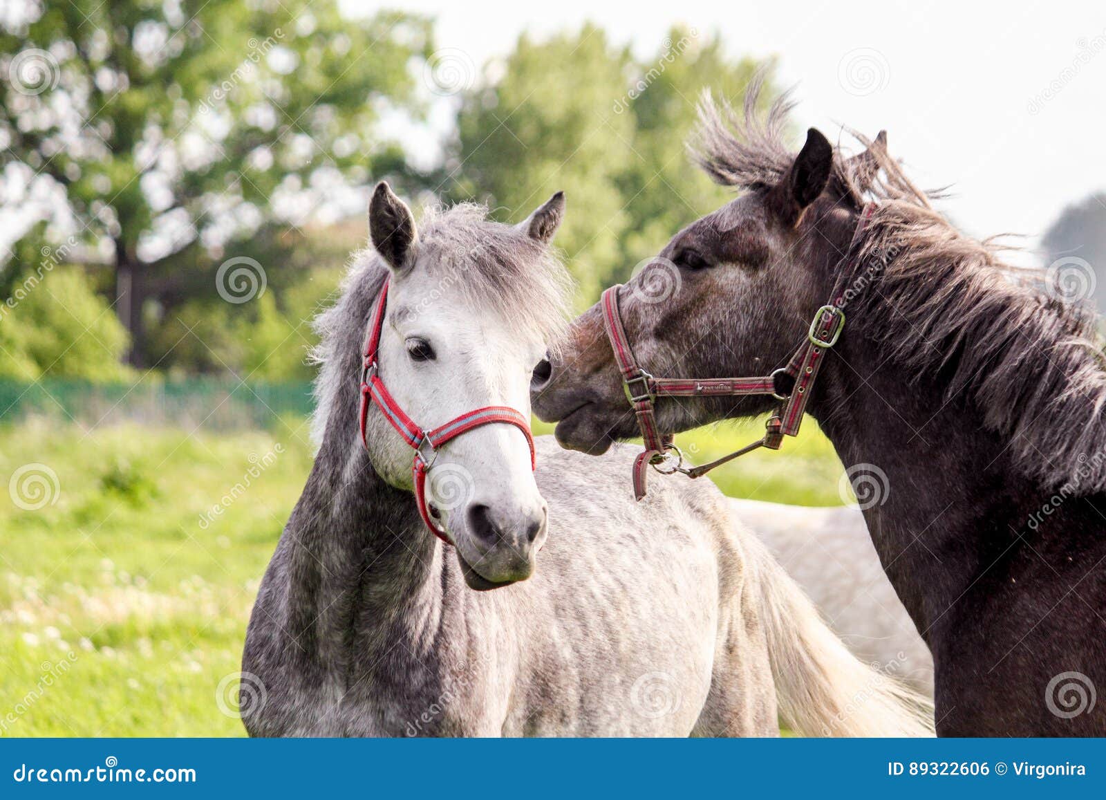 Two Cute Ponys Playfully Fighting Each Other Stock Photo - Image of ...