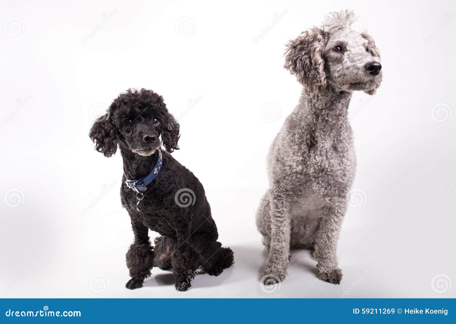 Two cute poodles stock image. Image of collar, friendly - 59211269