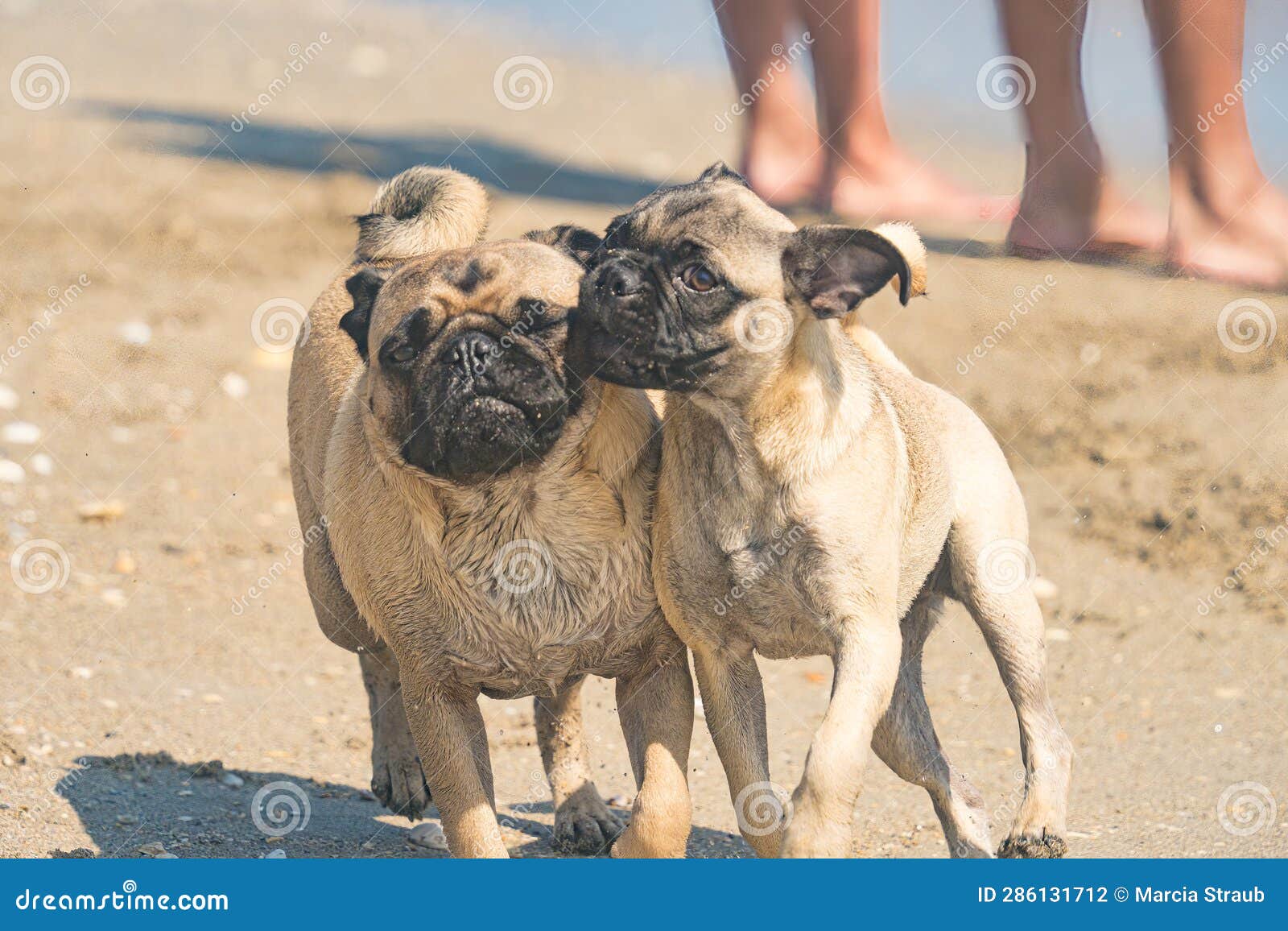 Two Cute Pug Dogs Playing on the Beach Stock Photo - Image of mammal ...