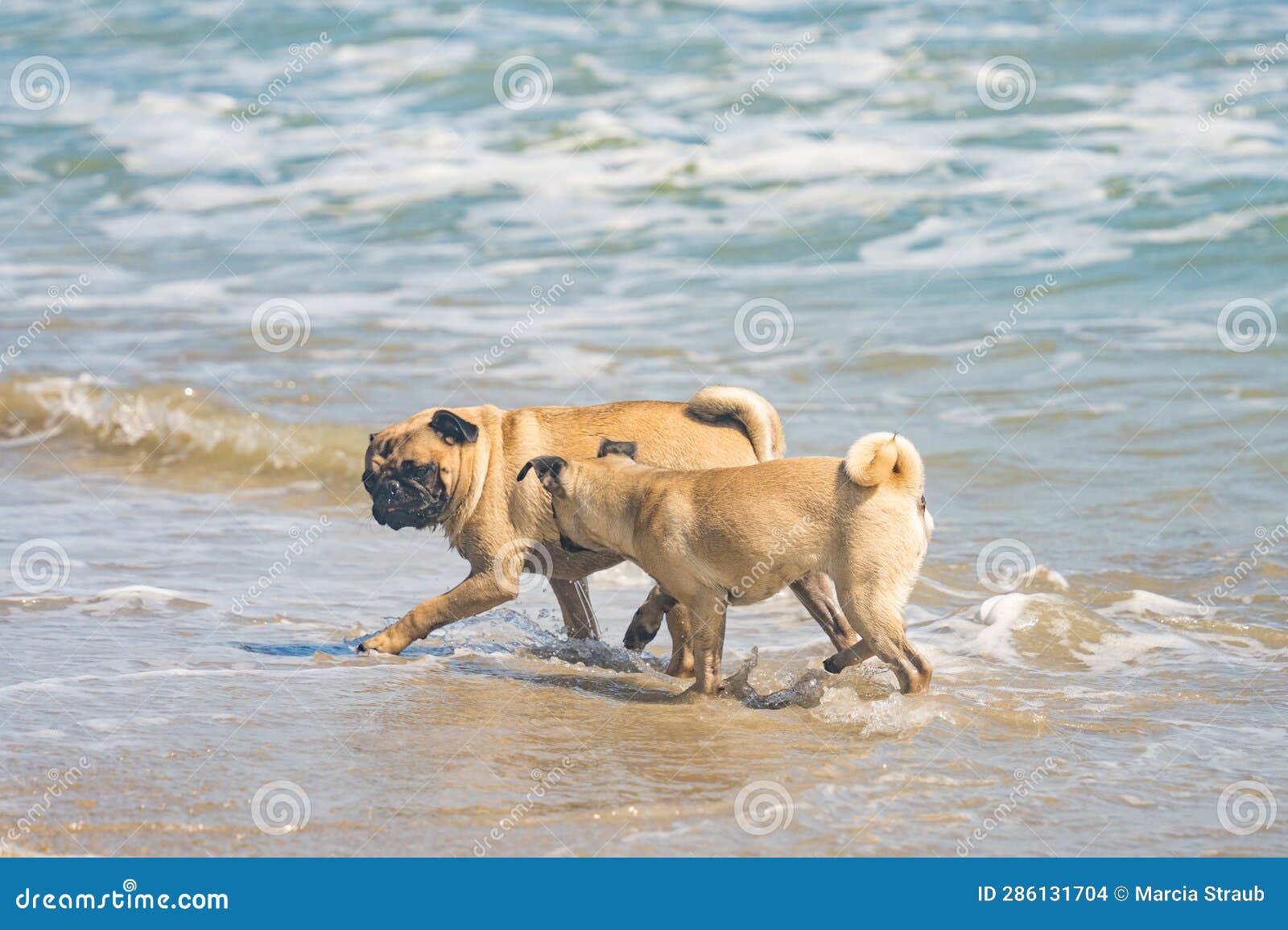 Two Cute Pug Dogs Playing in the Water at the Beach Stock Photo - Image ...