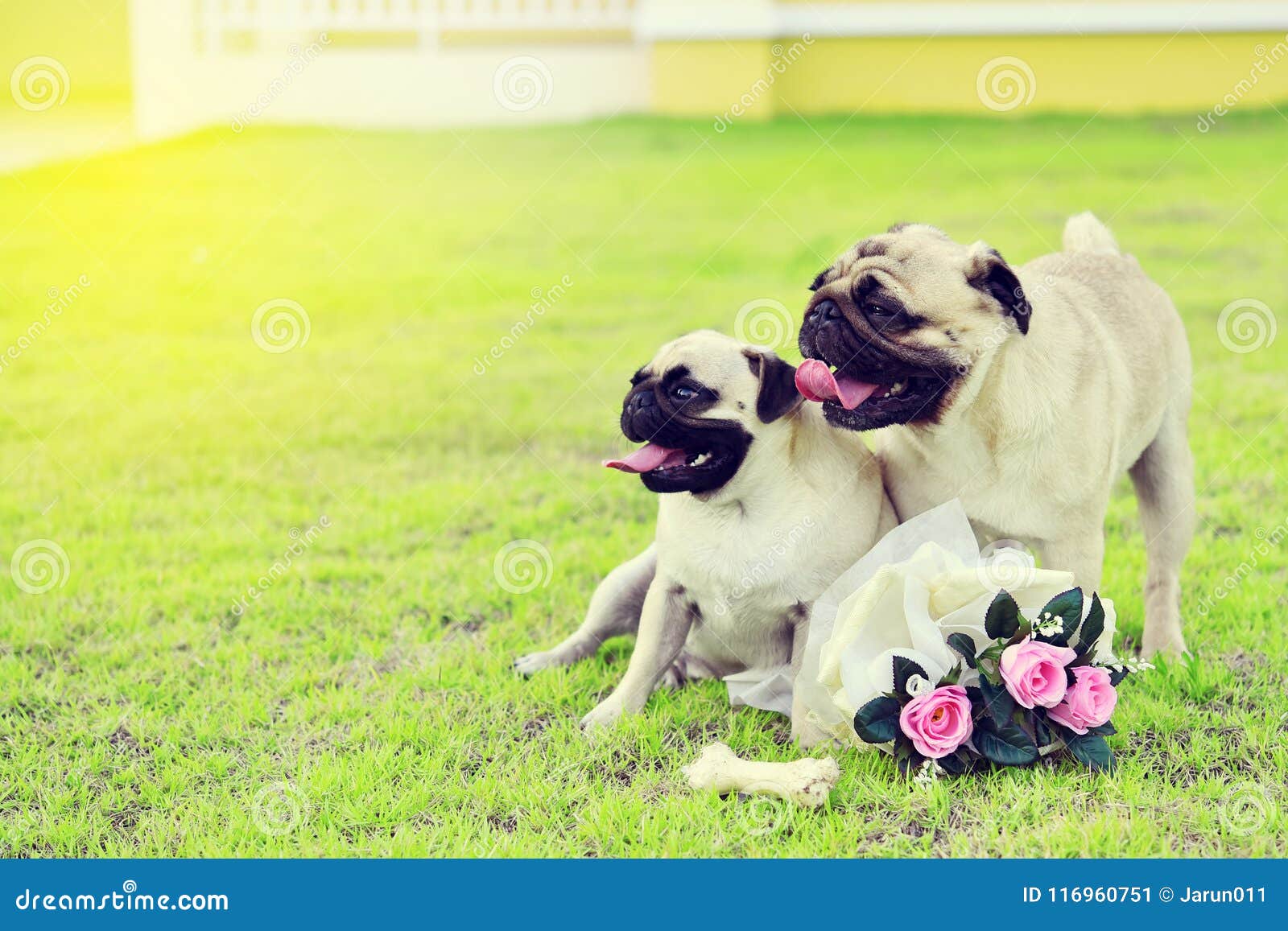 Two cute Pugs in garden stock image. Image of exercise - 116960751