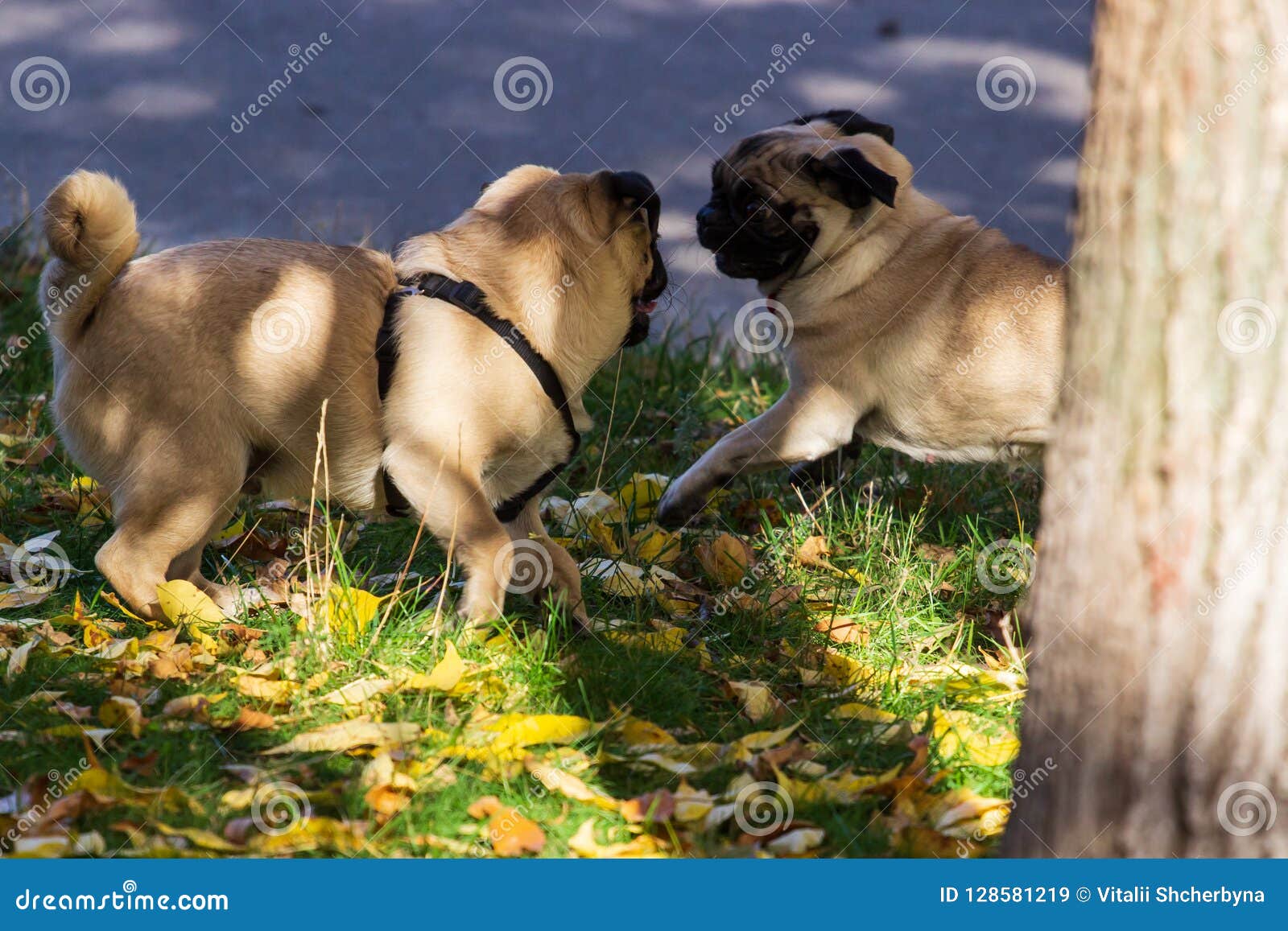 Two Cute Pugs Playing Together in Garden Stock Image - Image of sitting ...