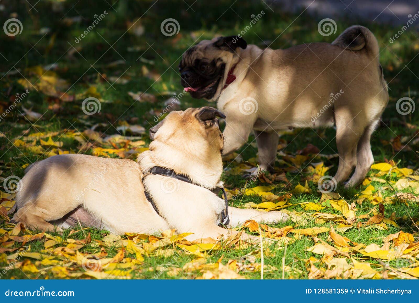 Two Cute Pugs Playing Together in Garden Stock Image - Image of face ...