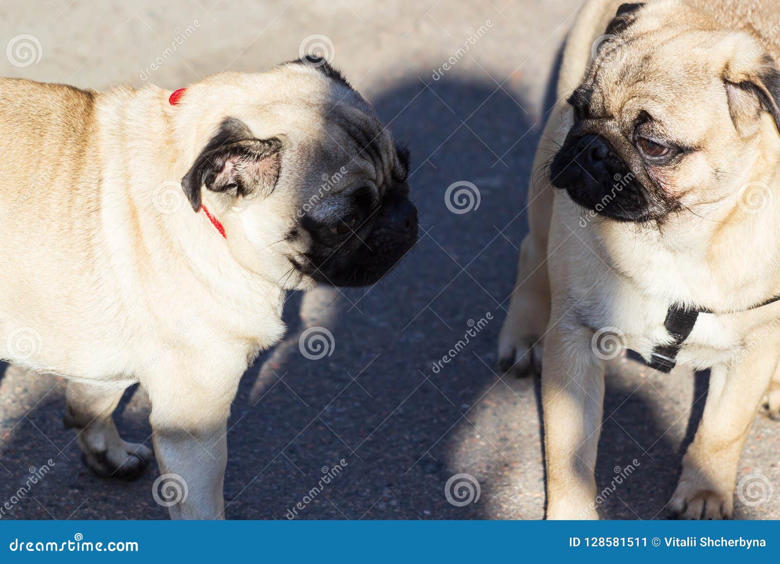 Two Cute Pugs Playing Together in Garden Stock Image - Image of road ...