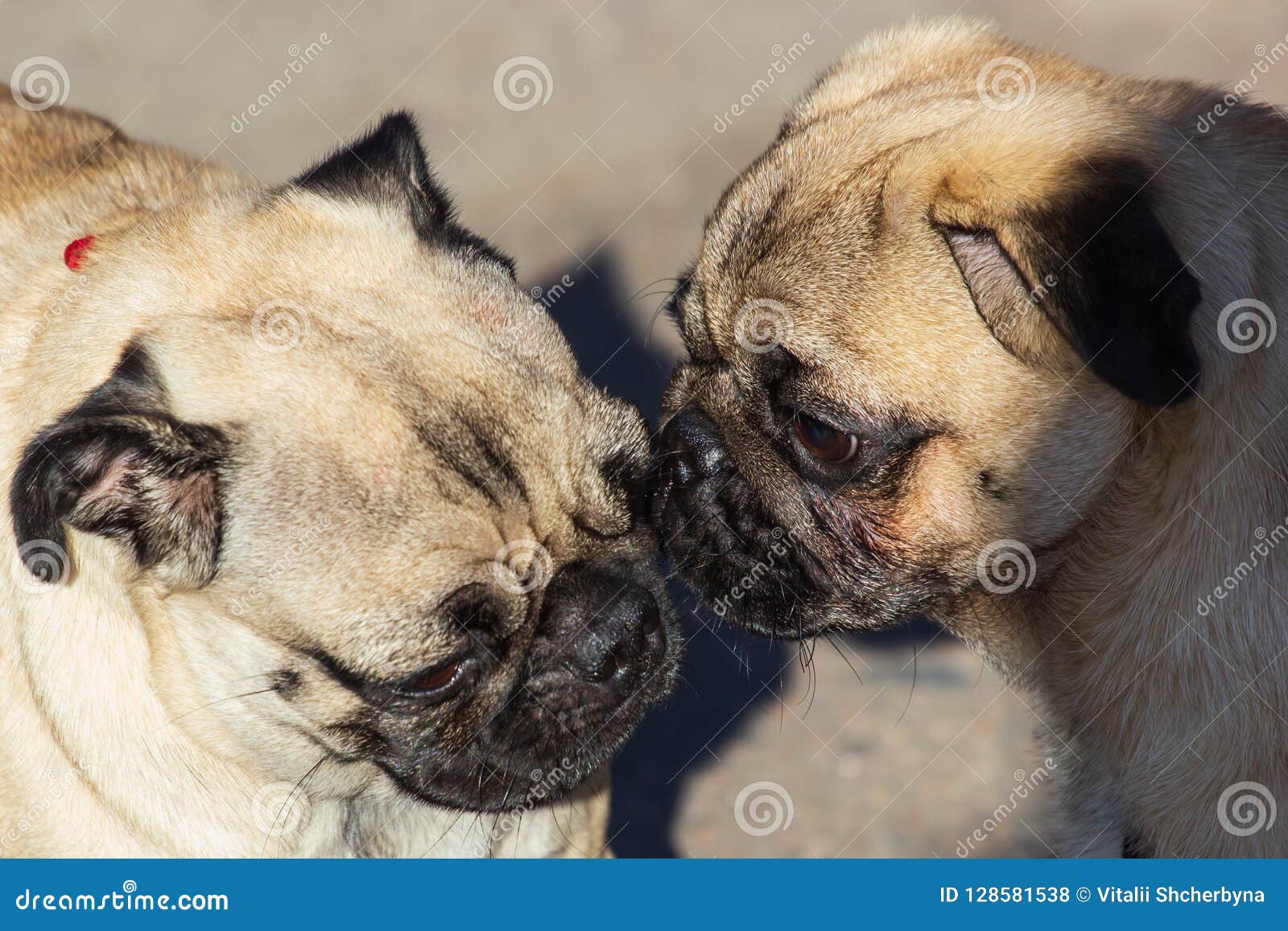 Two Cute Pugs Playing Together in Garden Stock Photo - Image of young ...