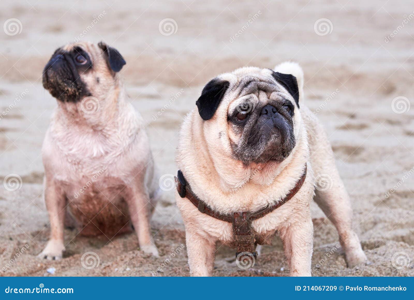 Two Cute Pugs Walks on a Sandy Beach by the Sea Stock Image - Image of ...