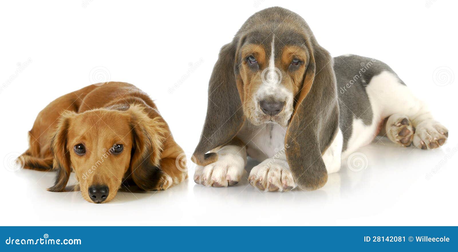 Two cute puppies stock image. Image of background, adorable - 28142081