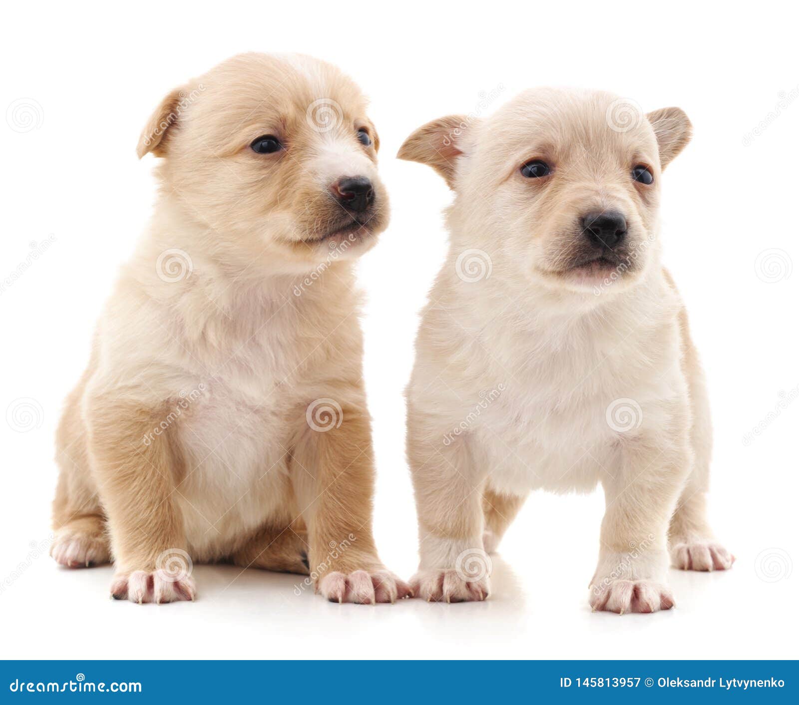 Two cute puppies stock image. Image of small, love, brown - 145813957