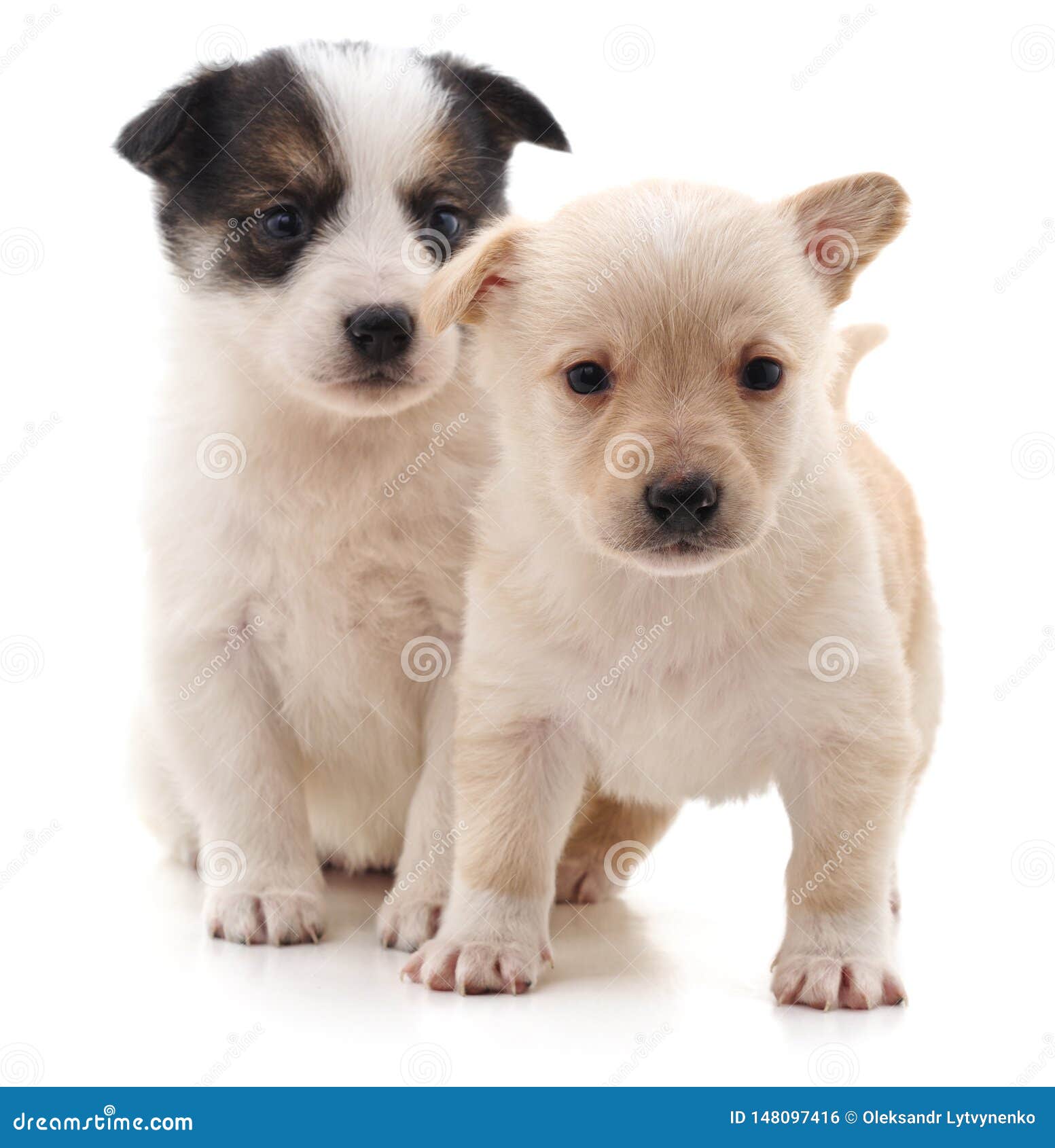 Two cute puppies stock photo. Image of love, domestic - 148097416