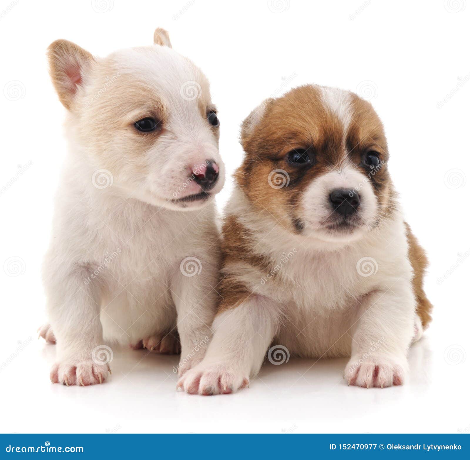 Two cute puppies stock image. Image of purebred, cute - 152470977