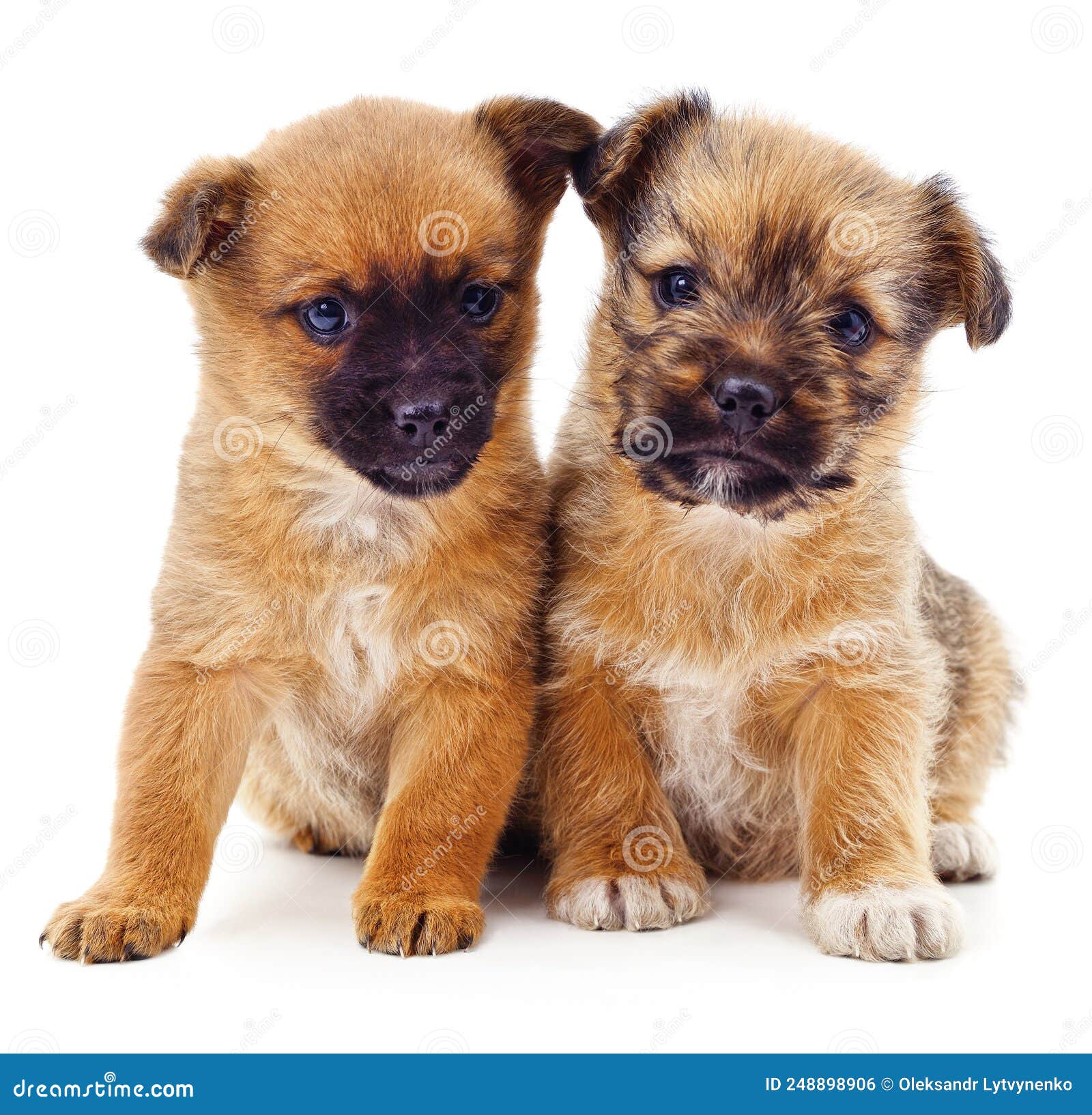 Two cute puppies stock photo. Image of couple, playing - 248898906