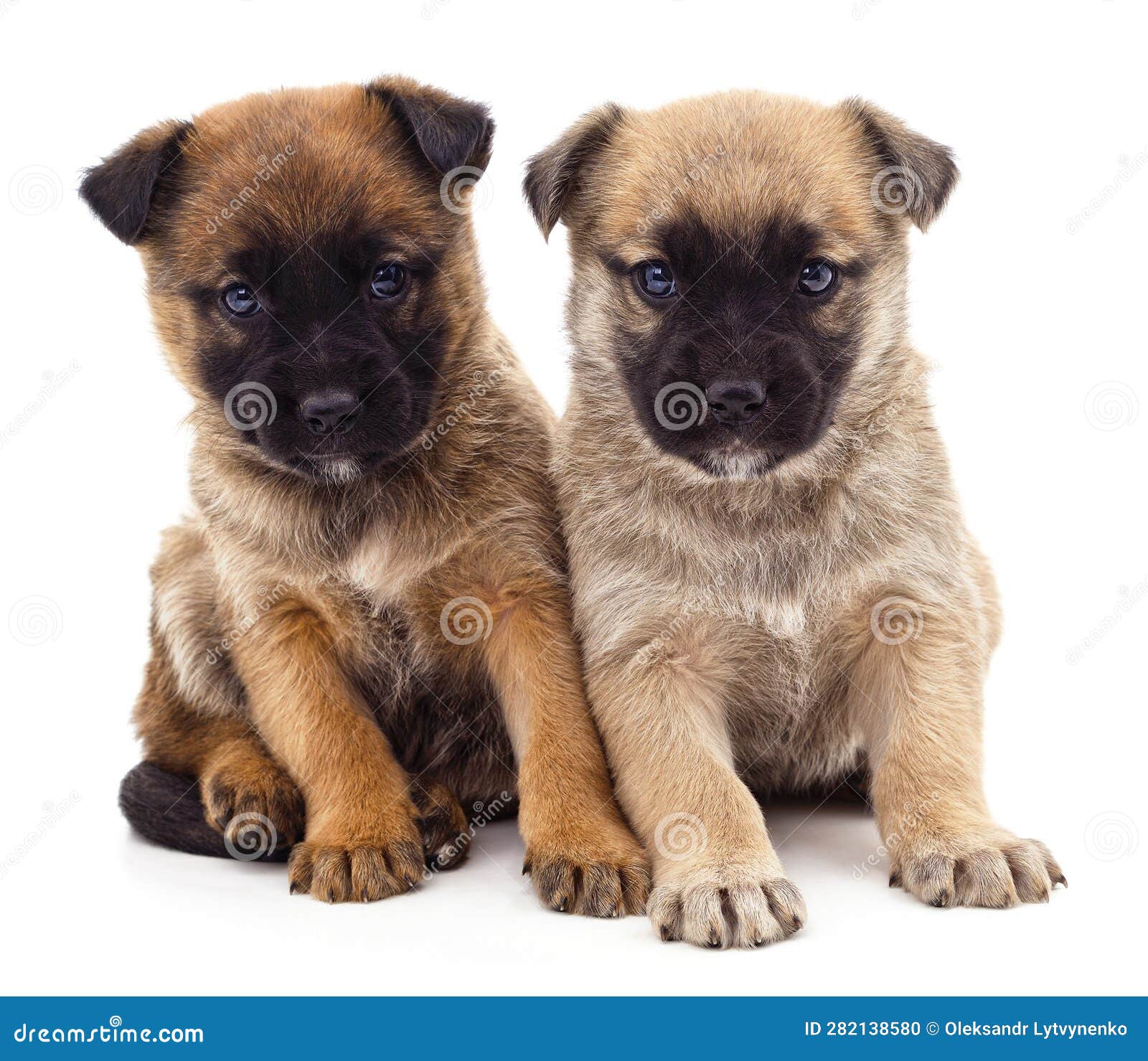 Two cute puppies stock photo. Image of isolated, dogs - 282138580