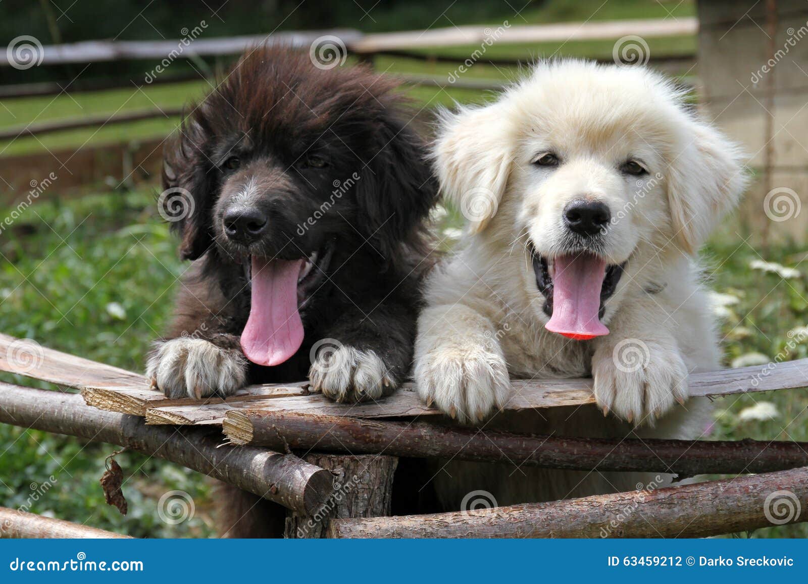 Two cute puppies stock photo. Image of purebred, white - 63459212