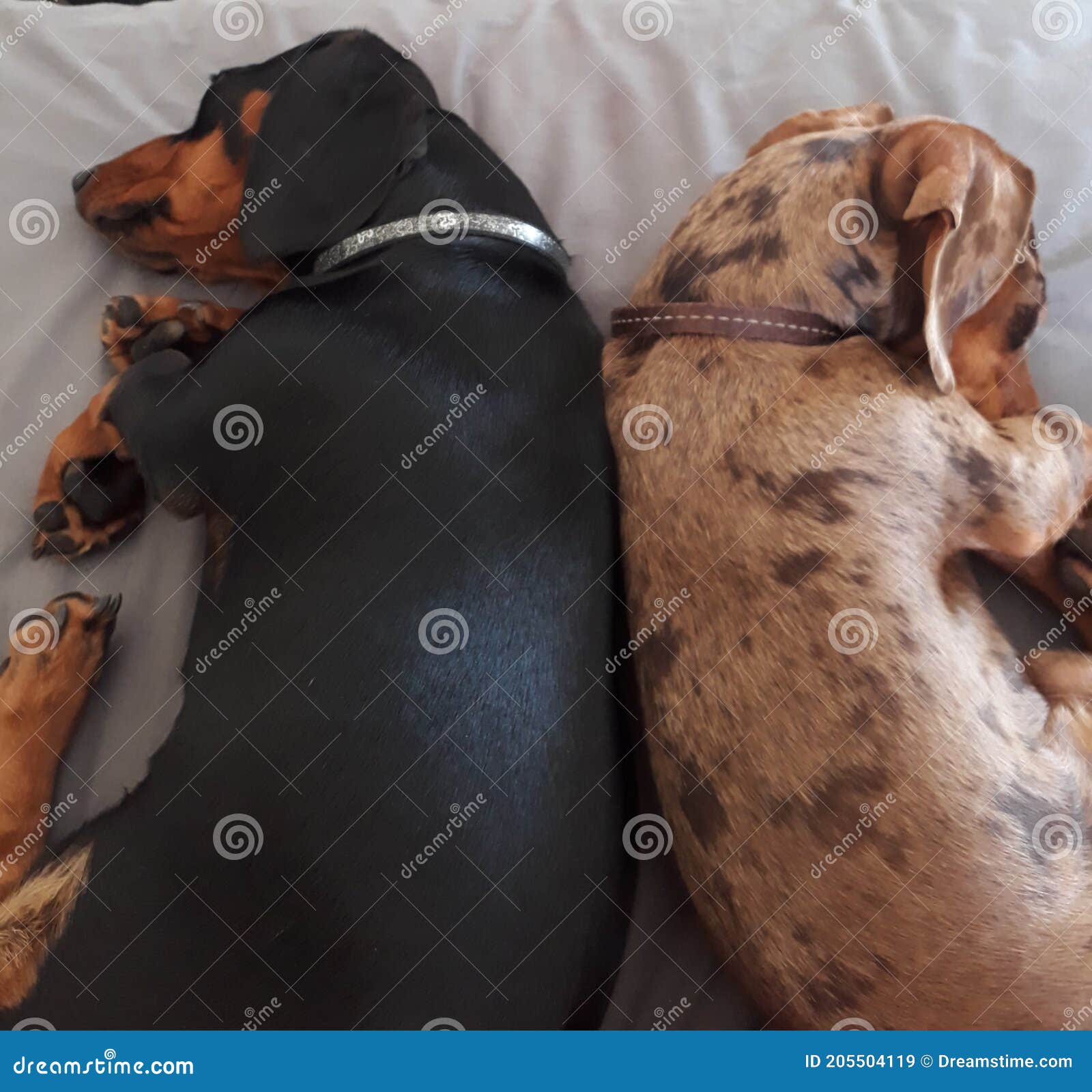 Two Cute Puppies Sleeping Back To Back. Stock Image - Image of dogs ...