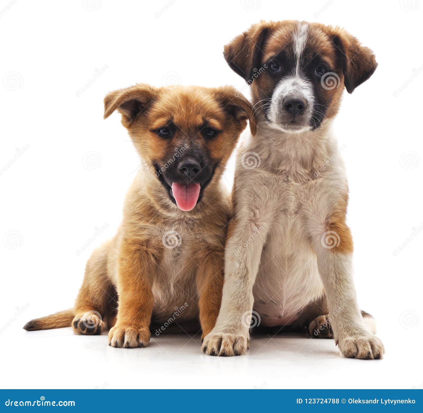Two cute puppies. stock photo. Image of character, brown - 123724788