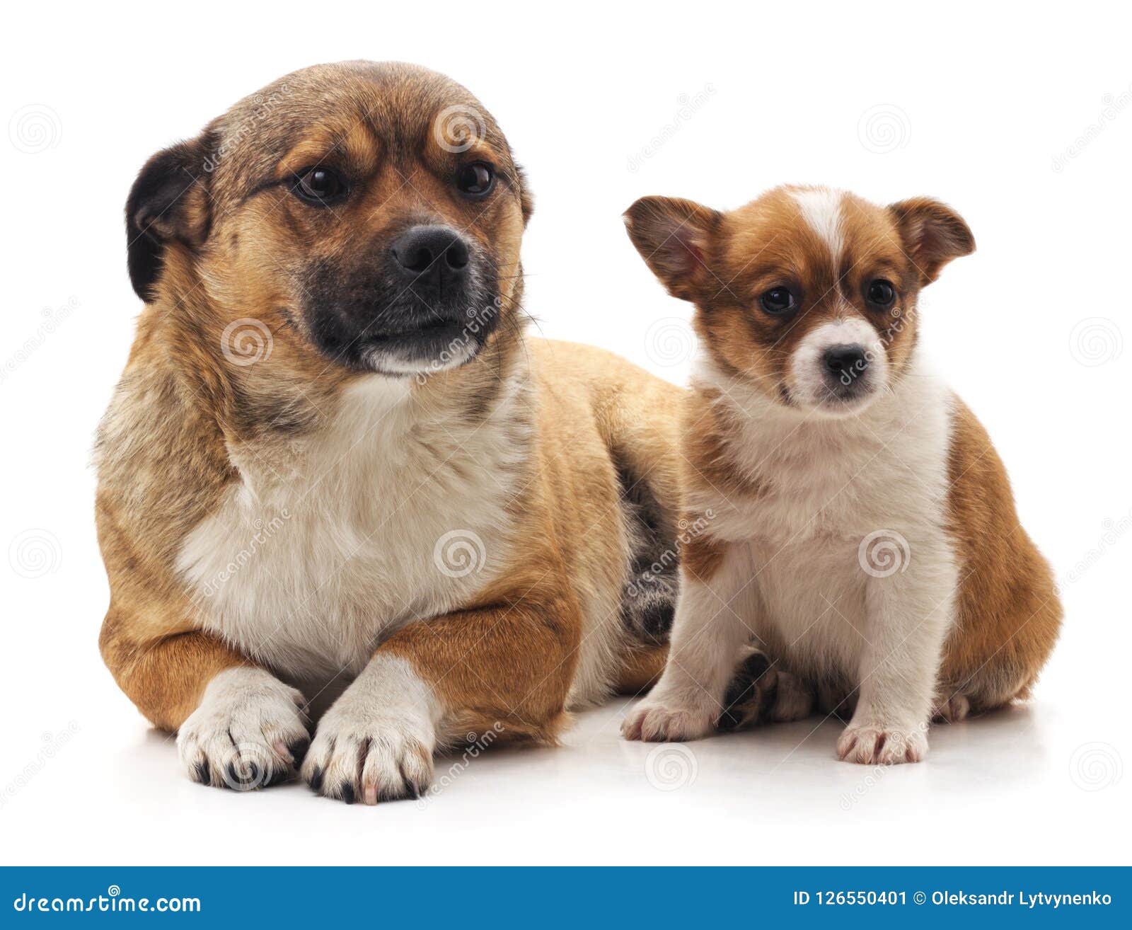 Two cute puppies. stock image. Image of offspring, baby - 126550401