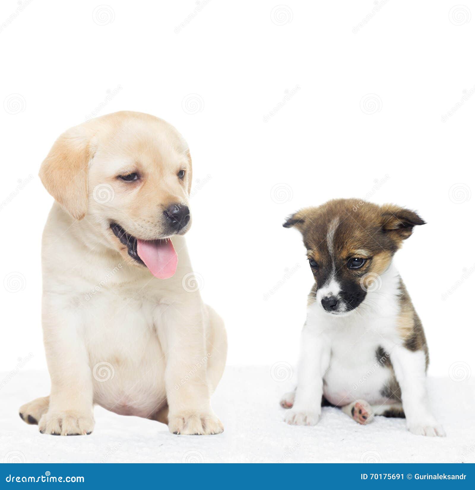 Two cute puppy looks stock image. Image of dogs, friendship - 70175691