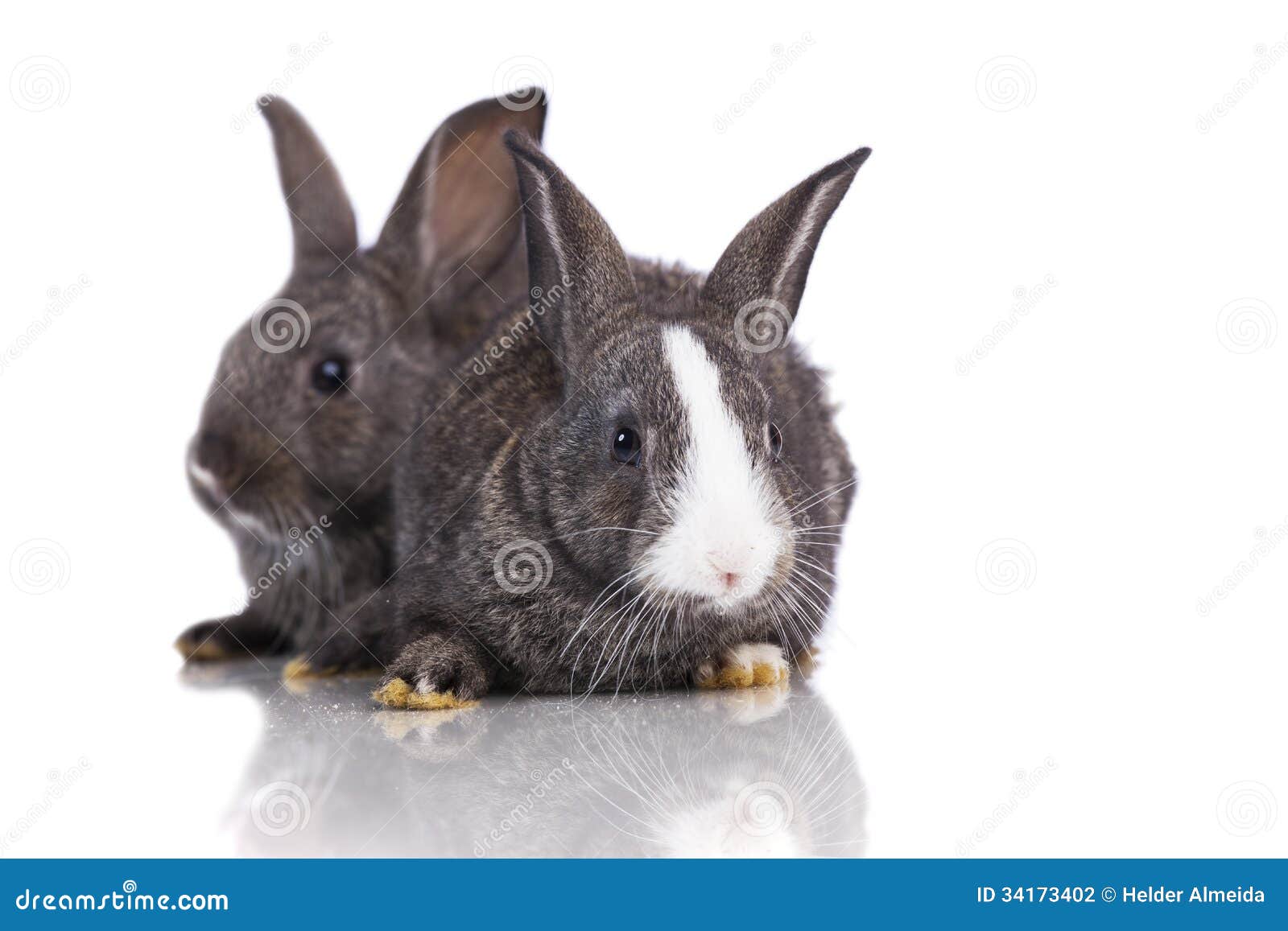 Two cute rabbit stock photo. Image of ears, food, bunnie - 34173402