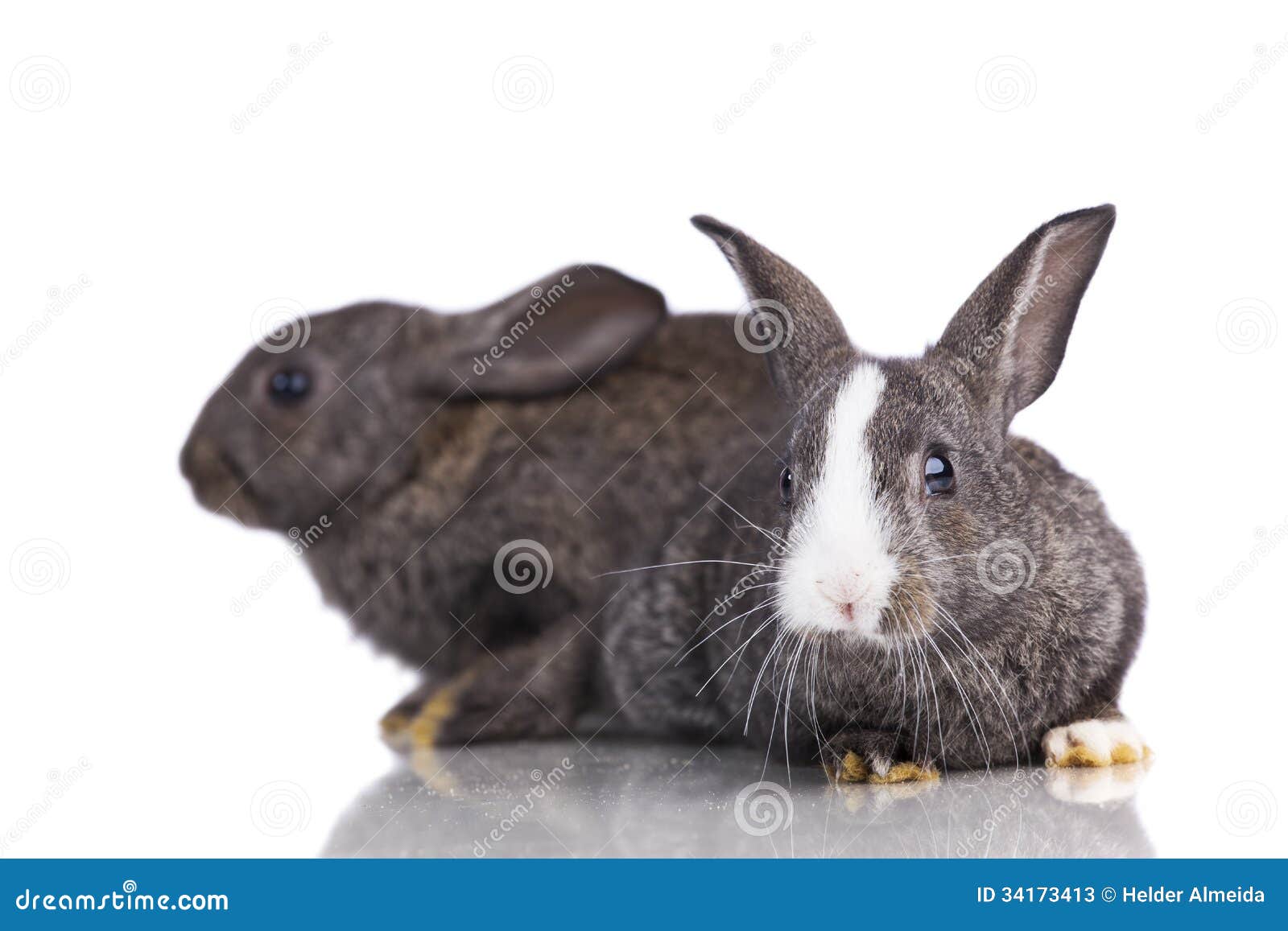 Two cute rabbit stock image. Image of white, rodent, friendly - 34173413