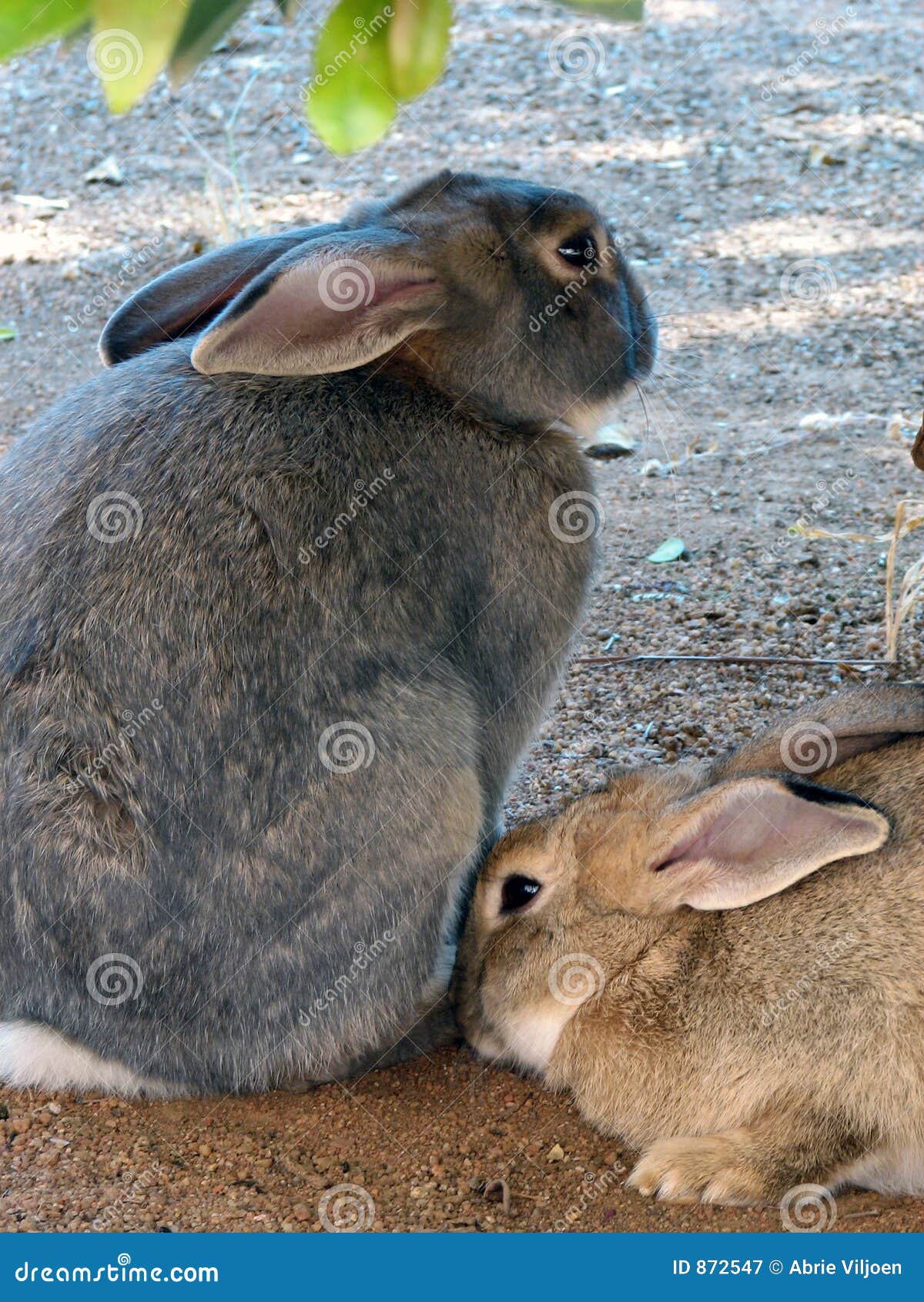 Two cute Rabbits stock image. Image of race, furry, rodent - 872547