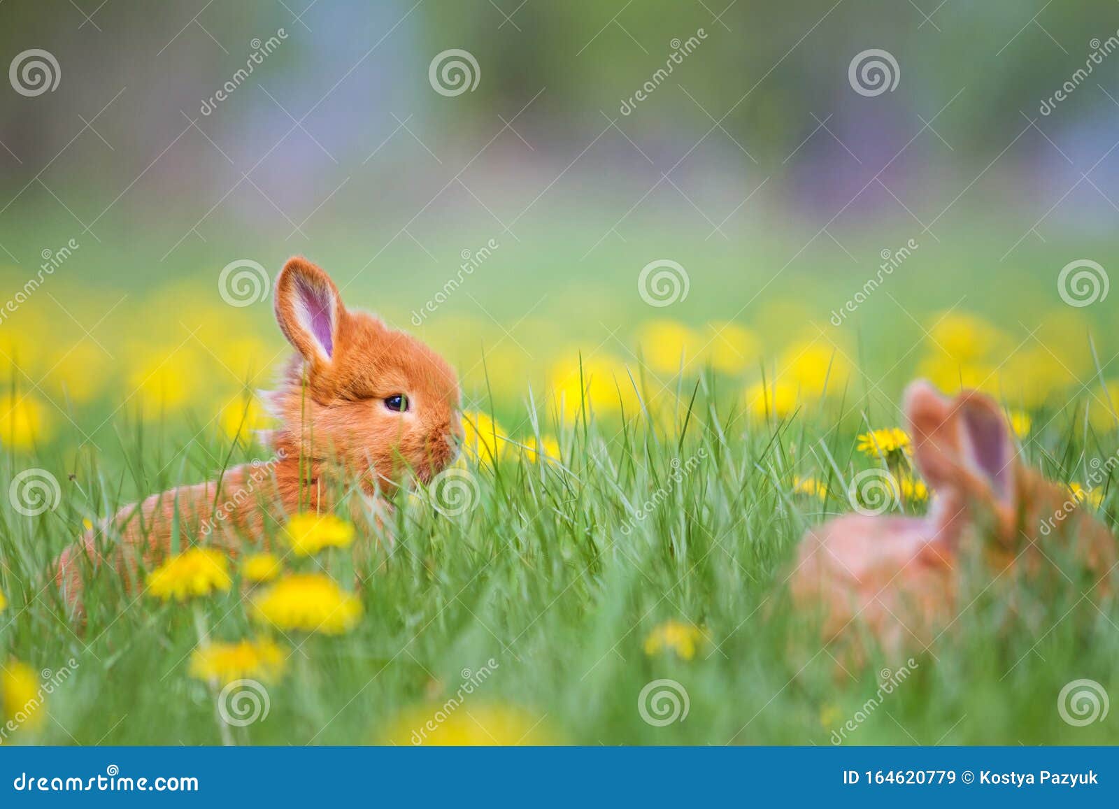Two Cute Rabbits among Dandelions Stock Image - Image of baby, farm ...