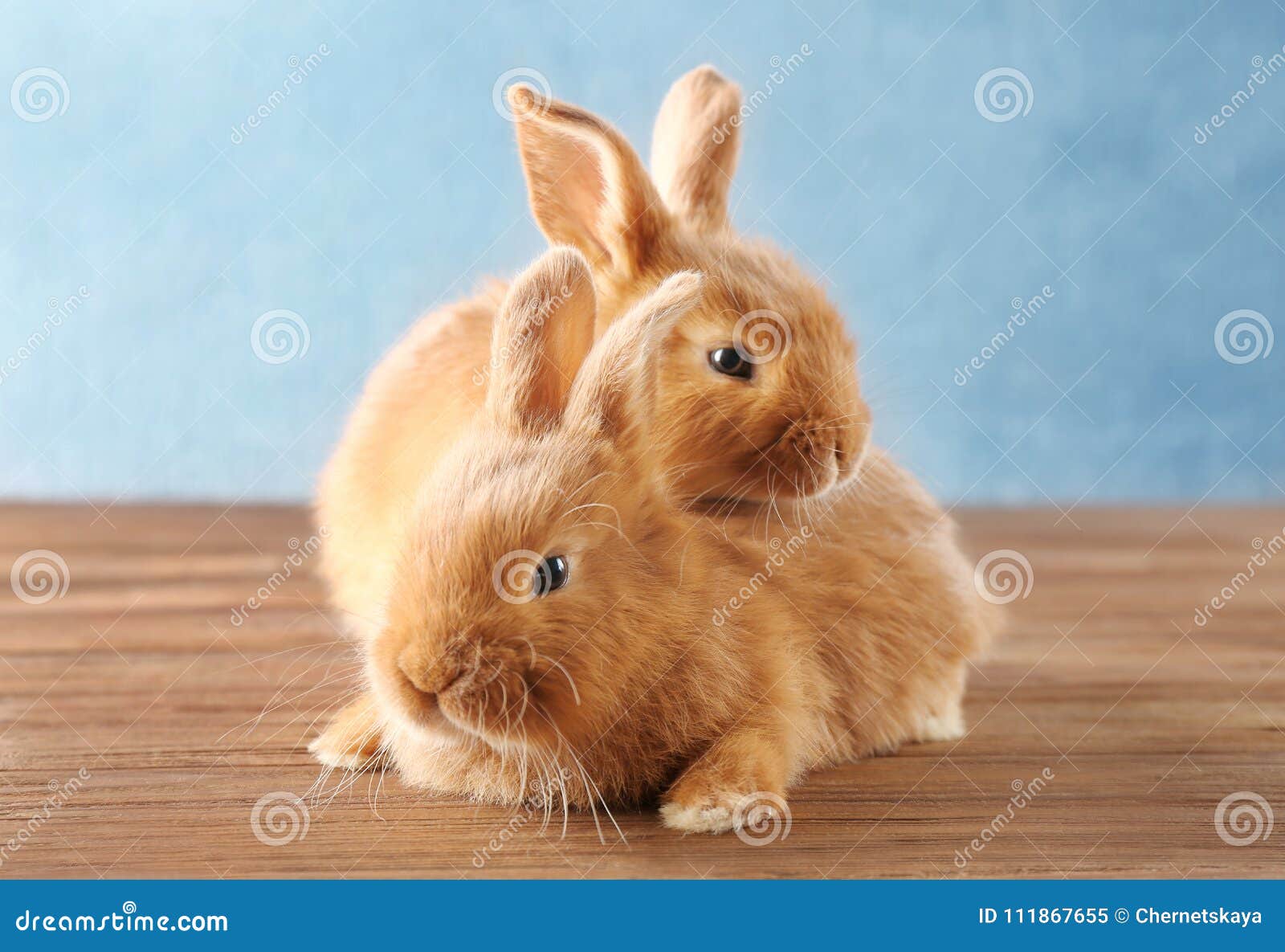 Two cute rabbits on floor stock image. Image of brown - 111867655