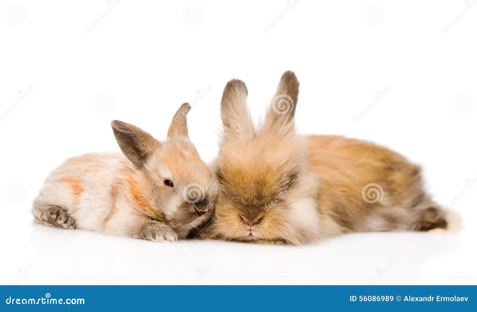 Cute Rabbits Royalty-Free Stock Photo | CartoonDealer.com #42836481