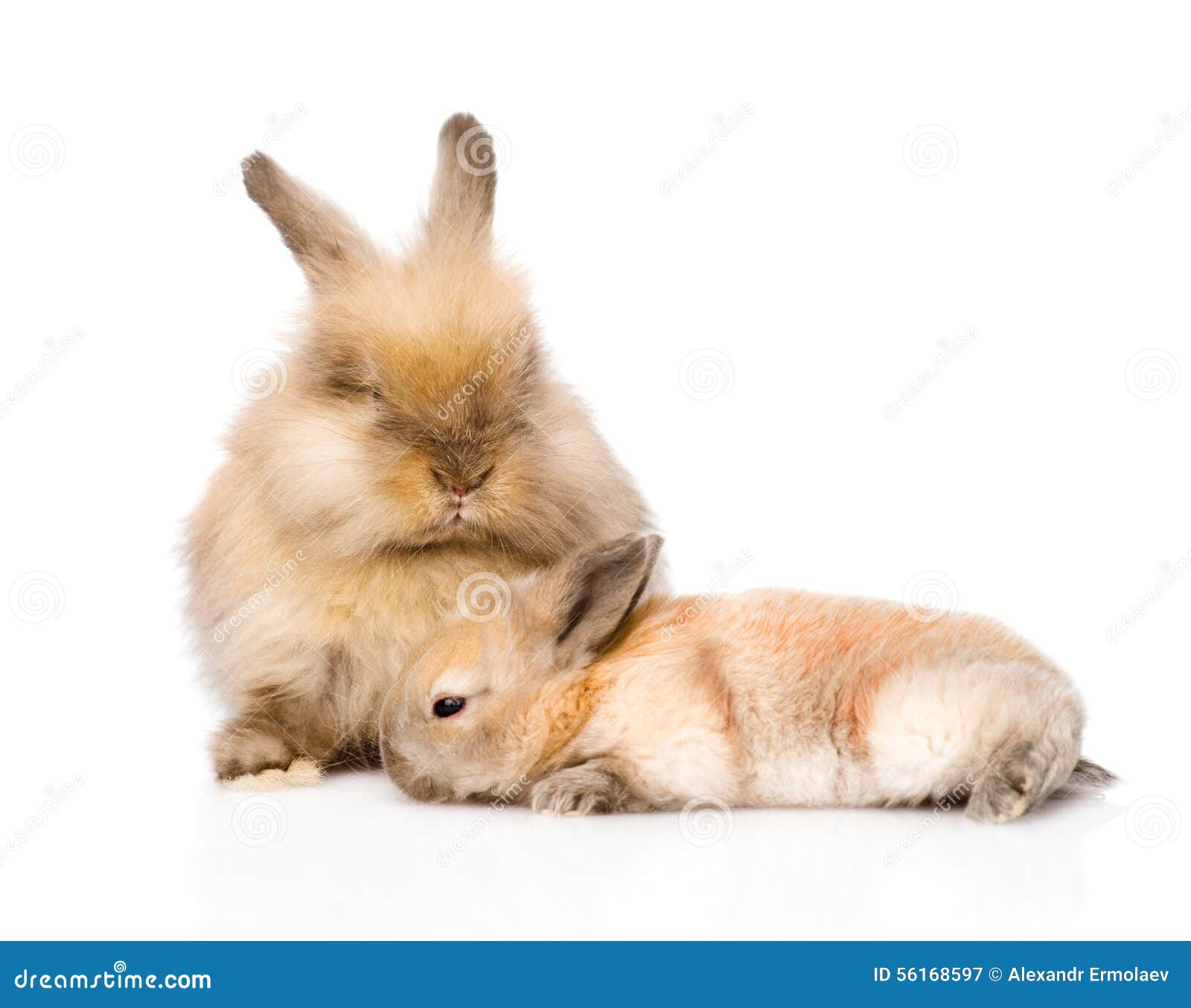 Cute Rabbits Royalty-Free Stock Photo | CartoonDealer.com #42836481