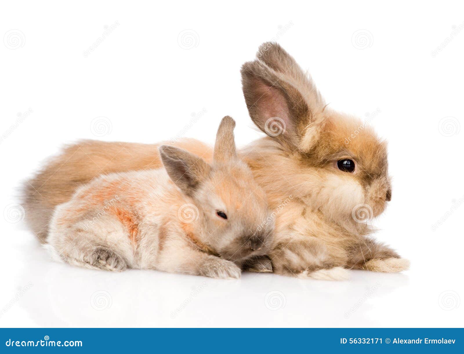 Cute Rabbits Royalty-Free Stock Photo | CartoonDealer.com #42836481