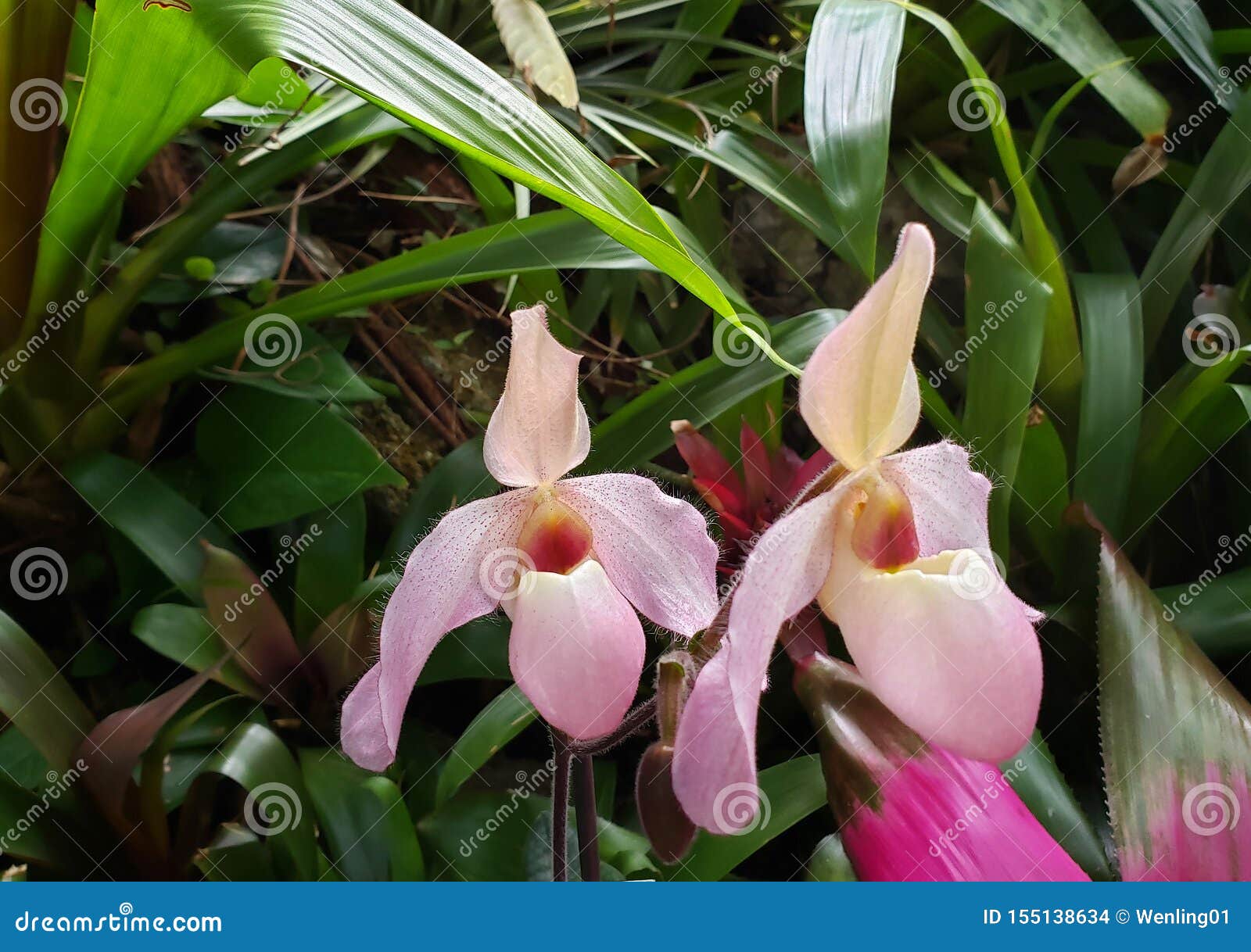 Rare Pink Rhinopias Fish Swimming Under Water Royalty-Free Stock Photo ...