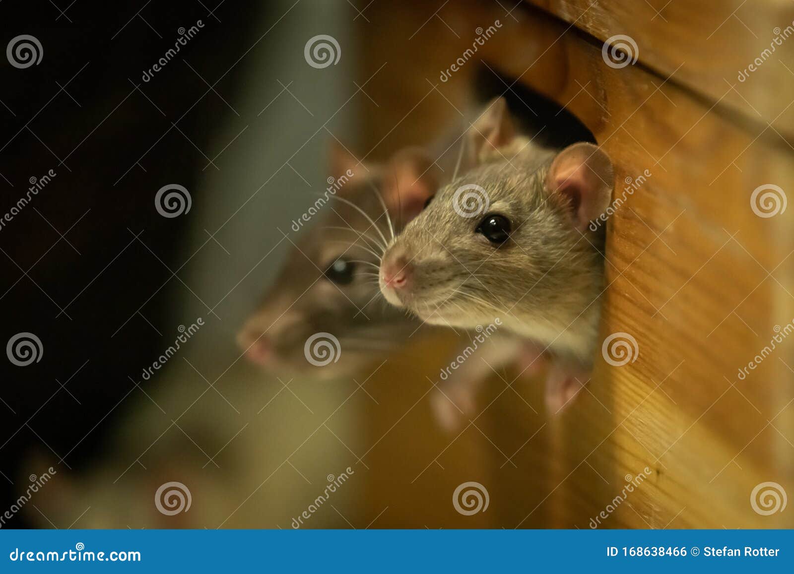 Two Rats Looking Out of a Wooden Box Stock Photo - Image of animal ...