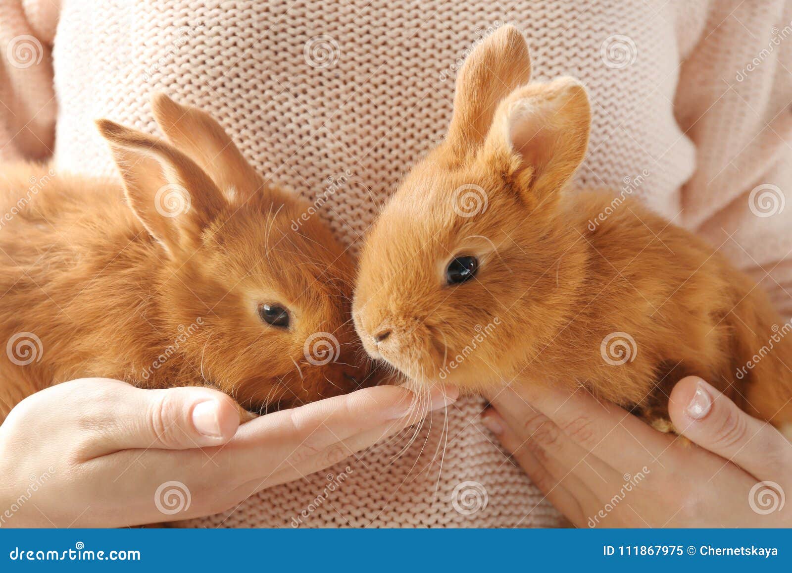 Two Cute Red Bunnies in Hands Stock Image - Image of color, little ...