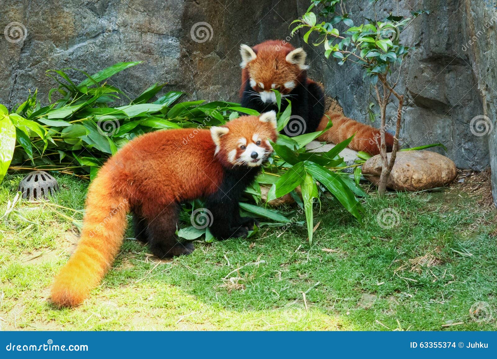 Cute Red Panda Eating