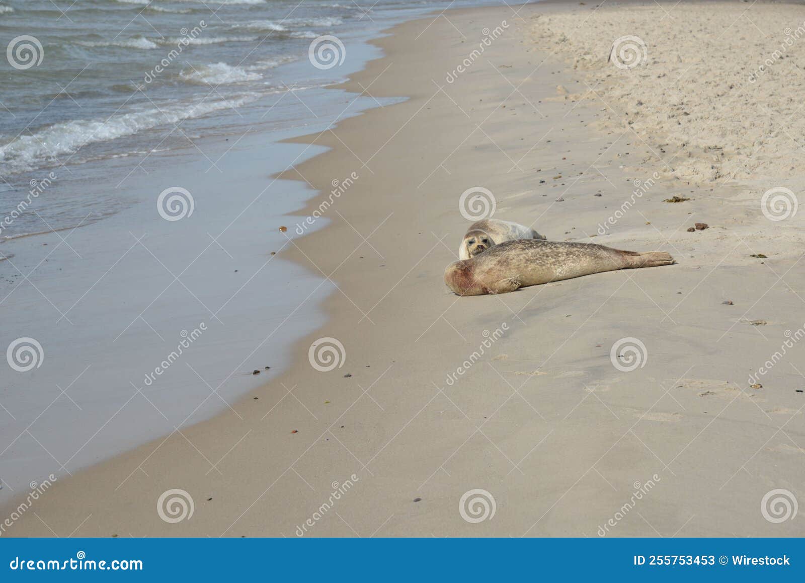 Cute Seals at the Sandy Shore Stock Image - Image of shore, seals ...