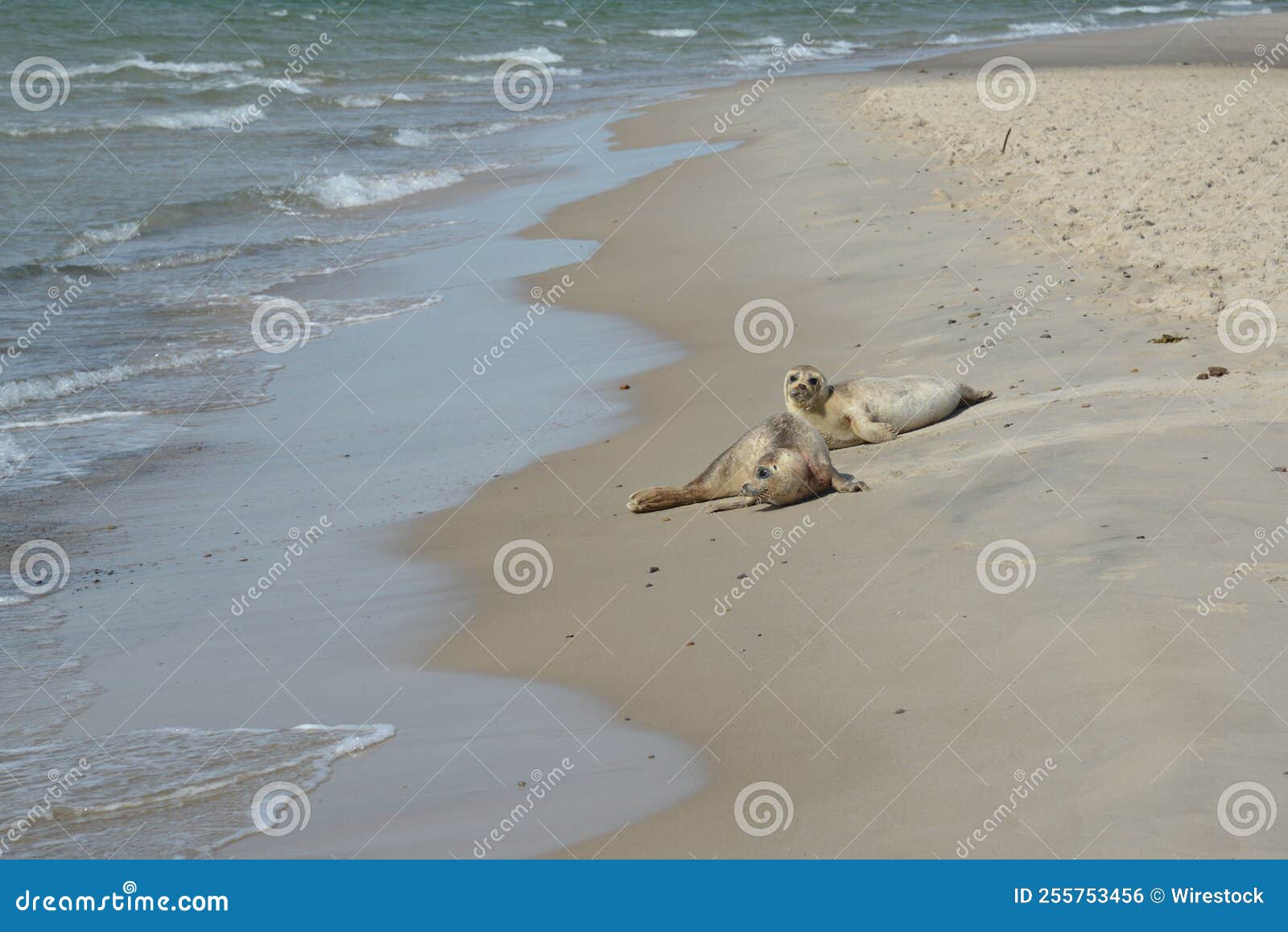 Cute Seals at the Sandy Shore Stock Photo - Image of animal, ocean ...