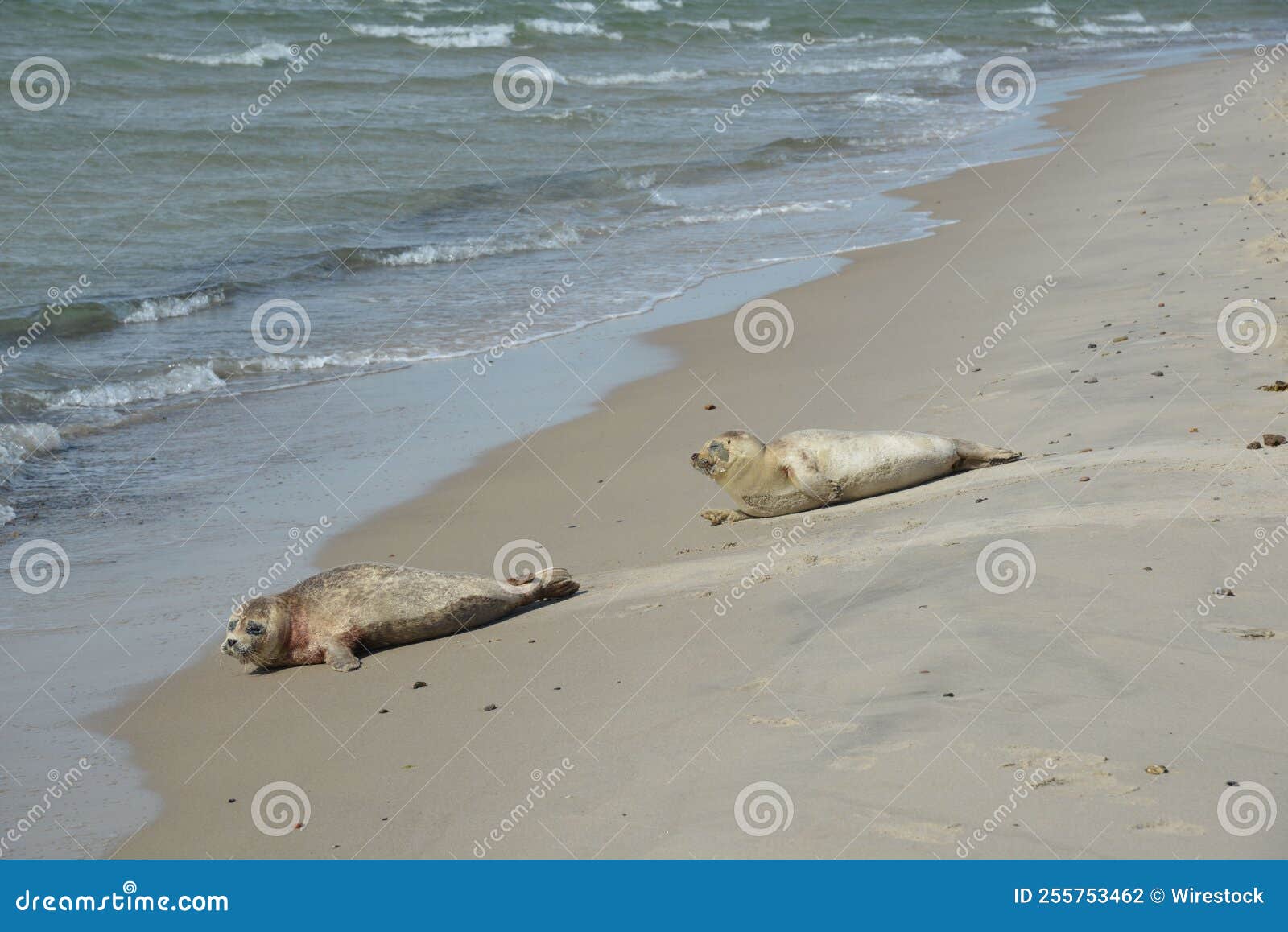 Cute Seals at the Sandy Shore Stock Photo - Image of cute, animal ...