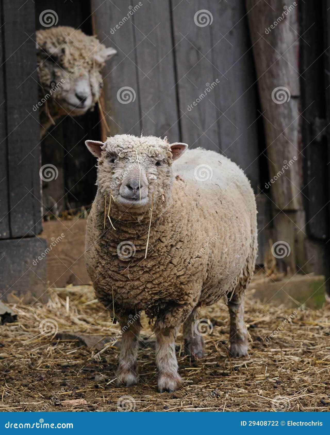 Two cute sheep stock photo. Image of barnyard, sheep - 29408722