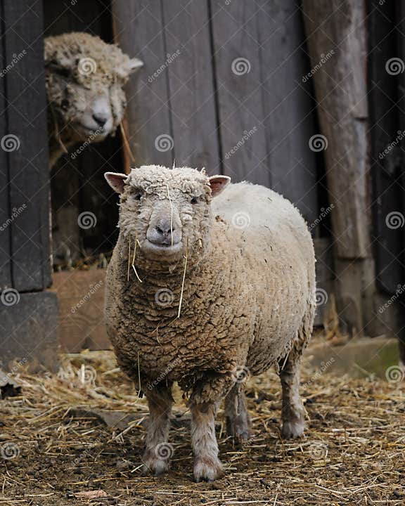 Two cute sheep stock photo. Image of barnyard, sheep - 29408722