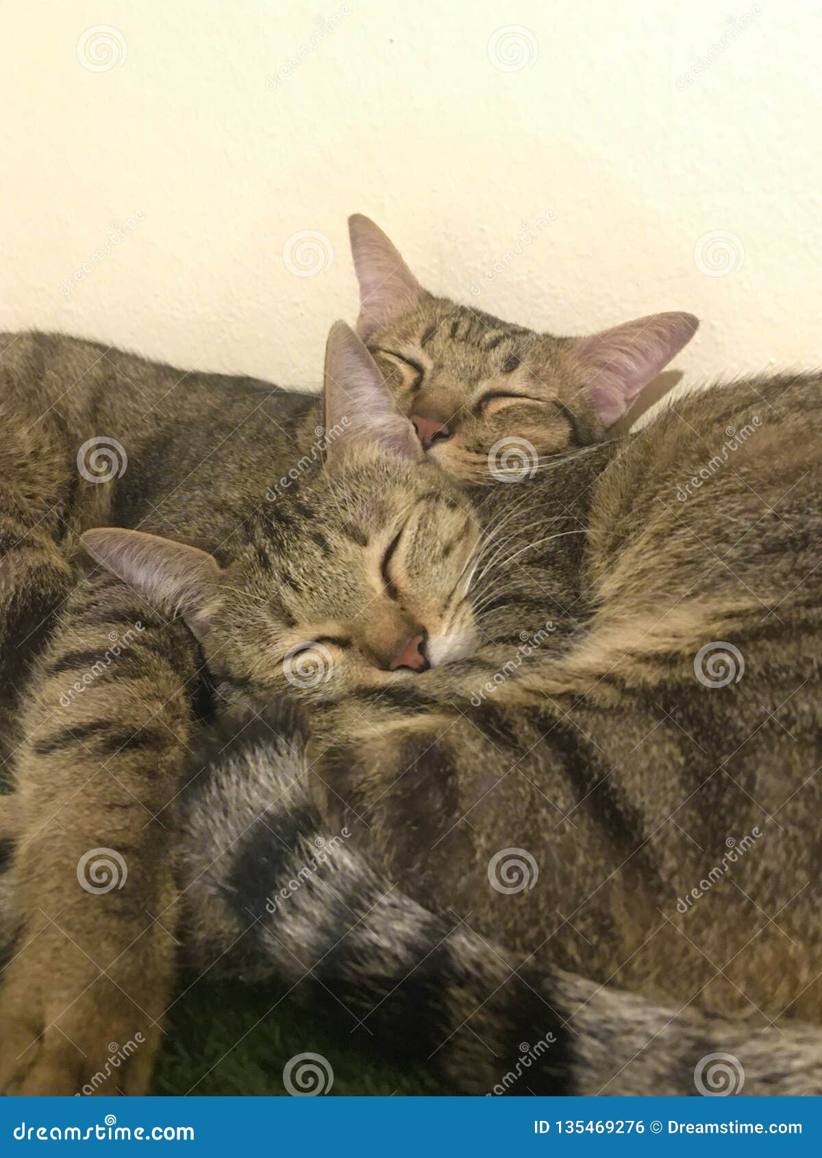 Two cute sleeping cats stock photo. Image of little - 135469276